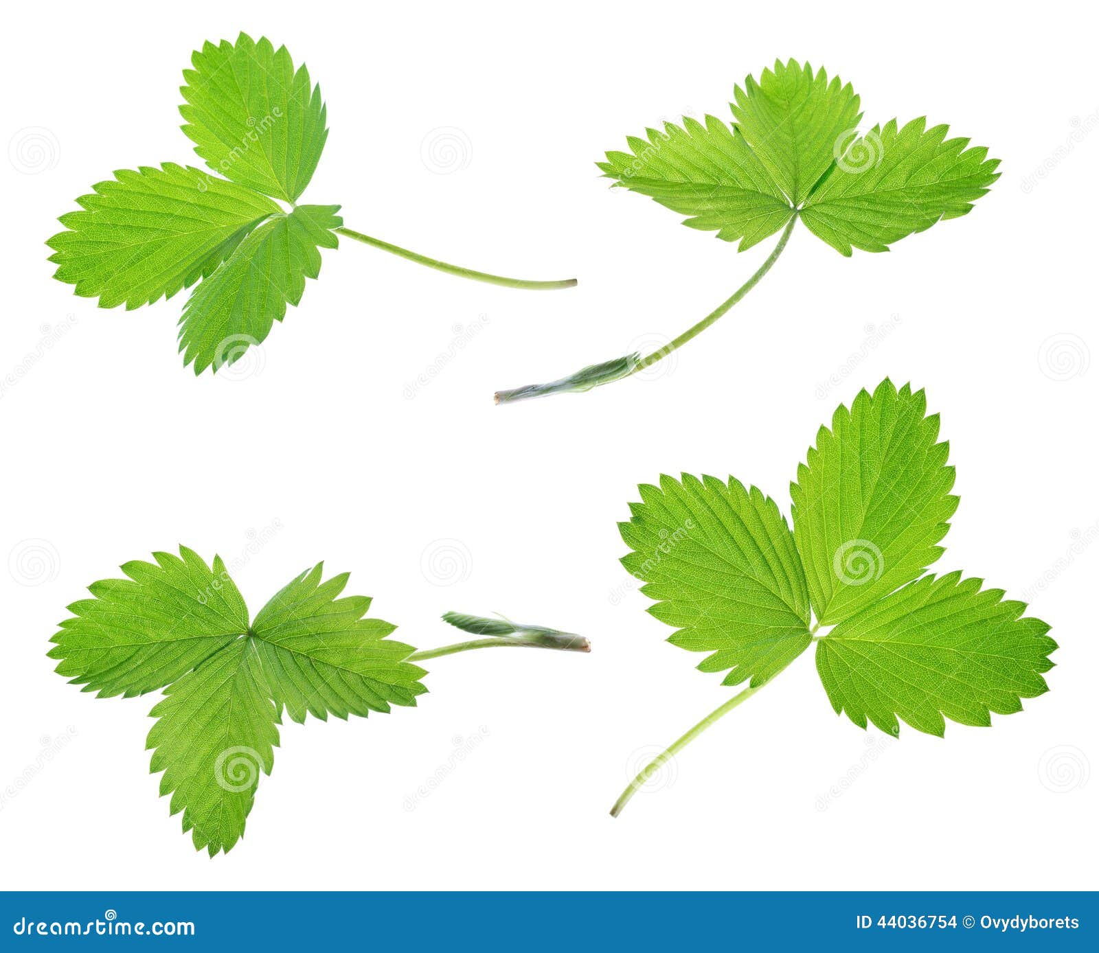 Strawberry Leaf Isolated on White Background Stock Photo - Image of ...