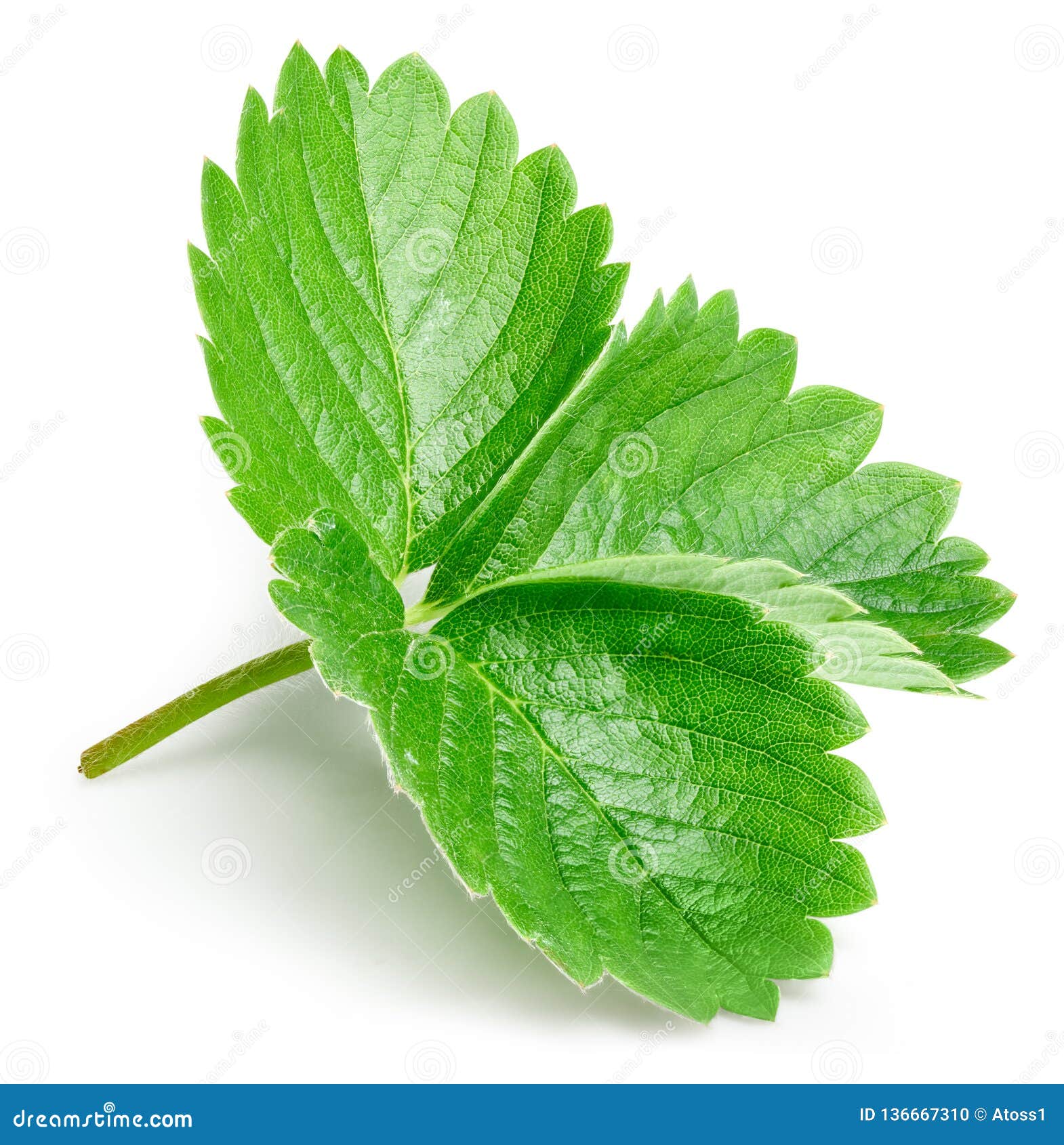 Strawberry Leaf Isolated on White Stock Photo - Image of summer ...