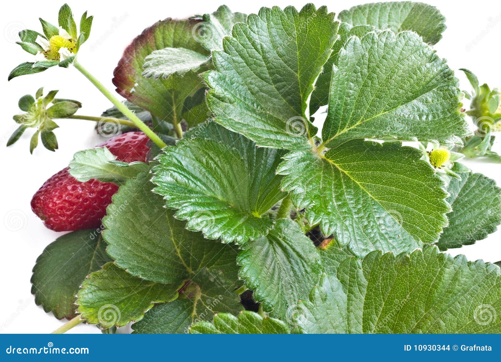 Strawberry leaves stock photo. Image of isolated, ripe - 10930344