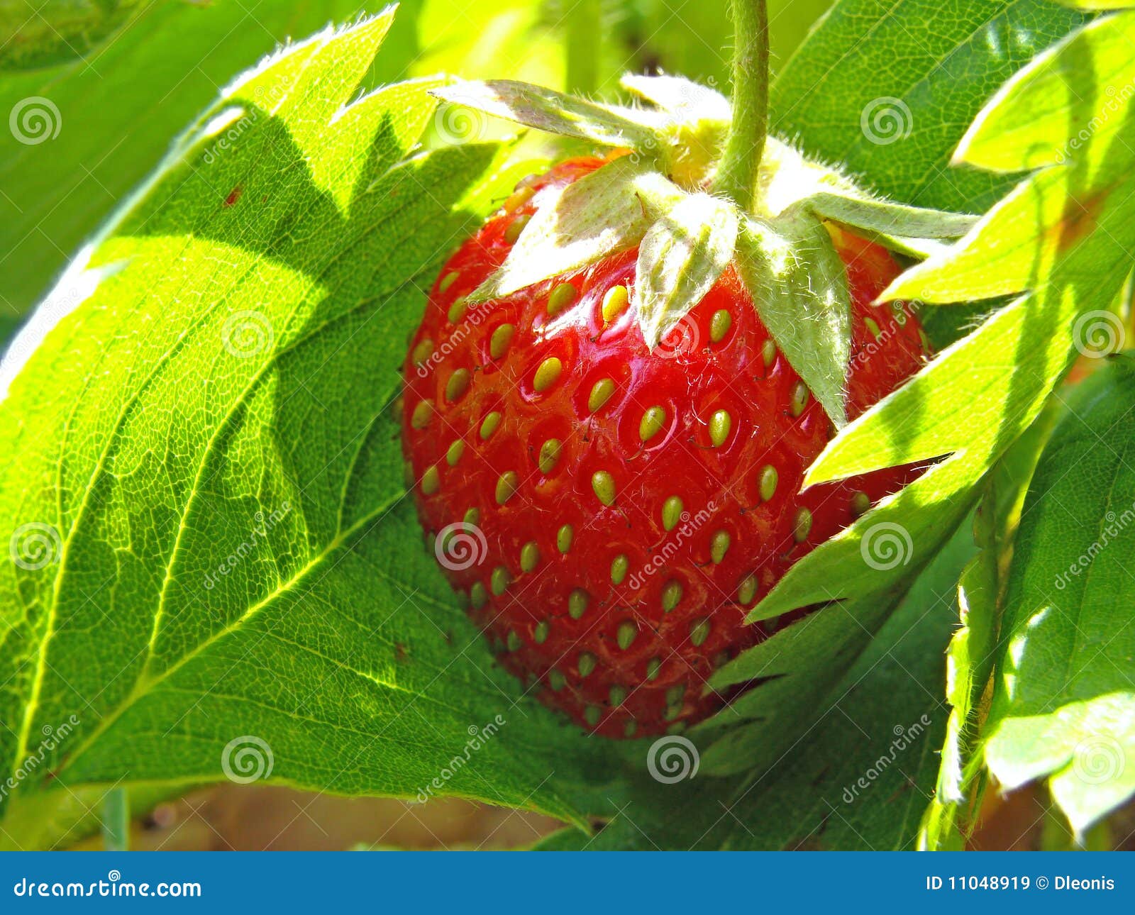 Strawberry in leaves stock image. Image of agriculture - 11048919
