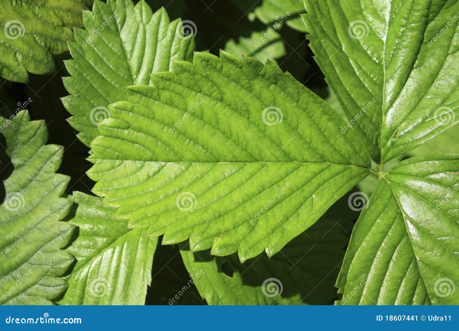 Strawberry With Leaves Isolated On White Background. Stock Photography ...