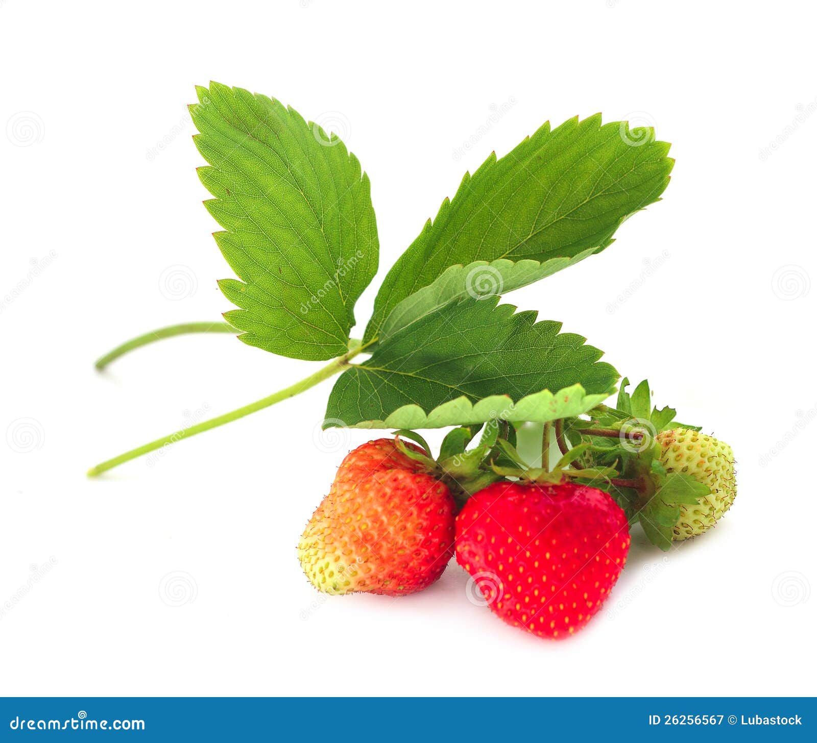 Strawberry with leaves stock image. Image of isolated - 26256567