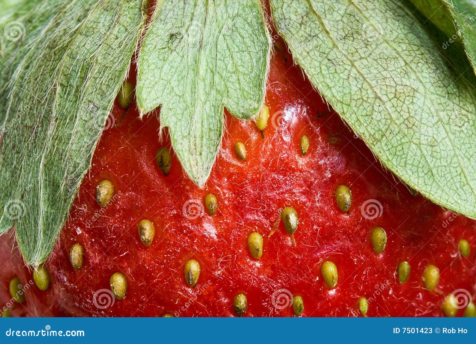 Strawberry Leaves stock image. Image of leaves, hair, green - 7501423