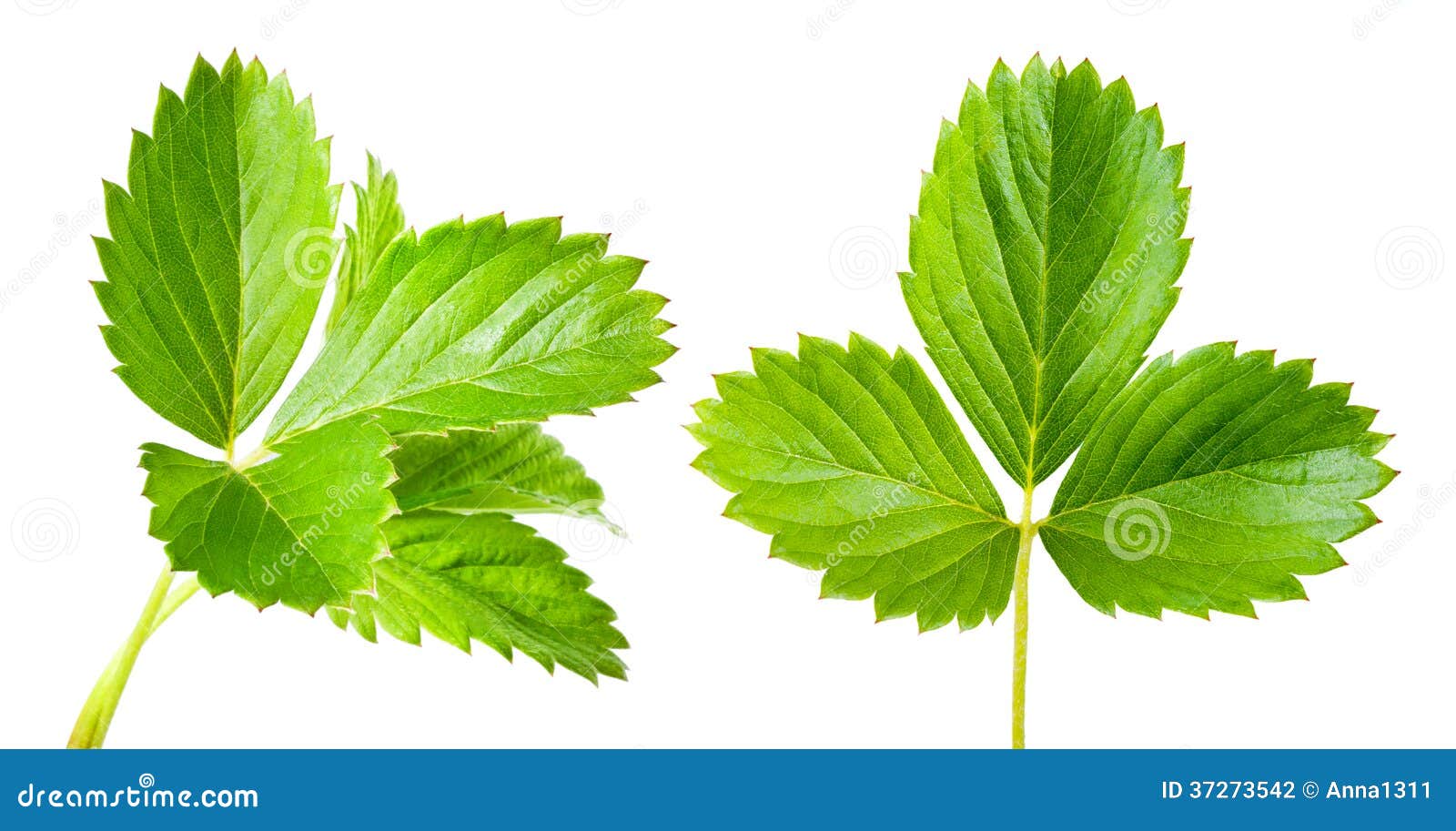 Strawberry Leaves. Collection Isolated on White Stock Photo - Image of ... Strawberry Leaves. Collection Isolated on White Stock Photo - Image of ...