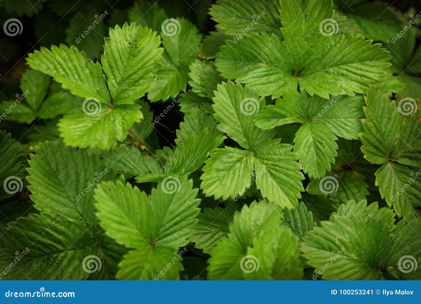 Strawberry Leaves Green Texture Stock Image - Image of floral, plant ...