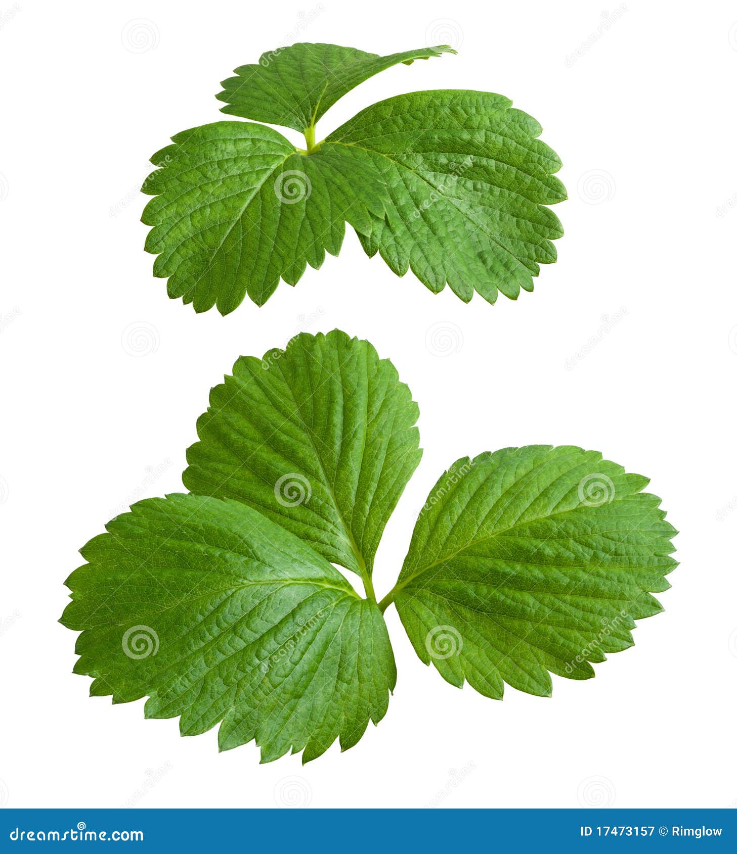 Strawberry Leaves Isolated on White Stock Image - Image of isolated ...