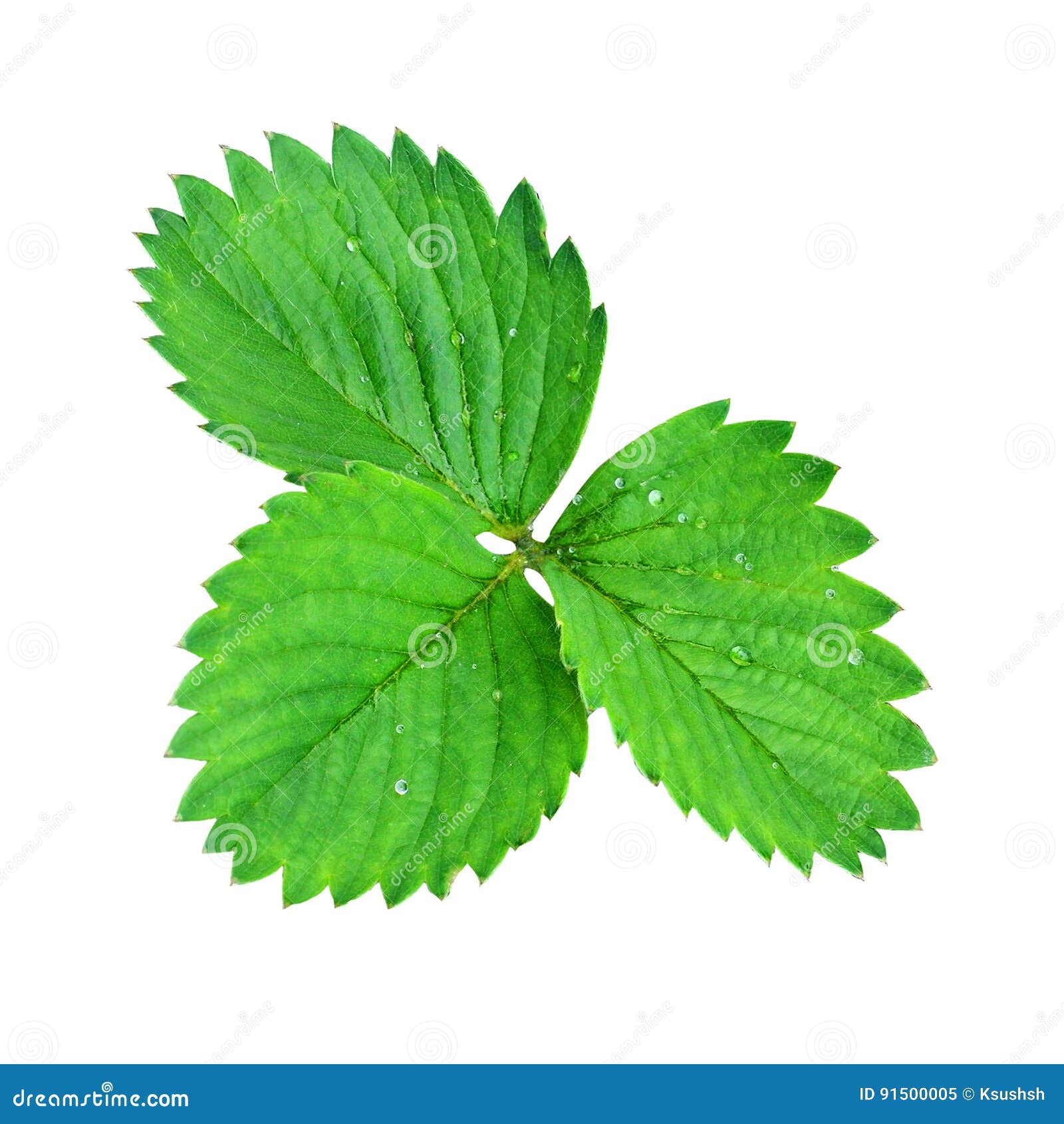 Strawberry leaves stock image. Image of humus, agriculture - 91500005