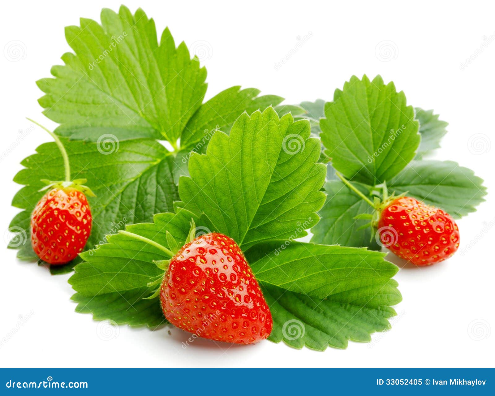 Strawberry with leaves stock image. Image of macro, juicy - 33052405