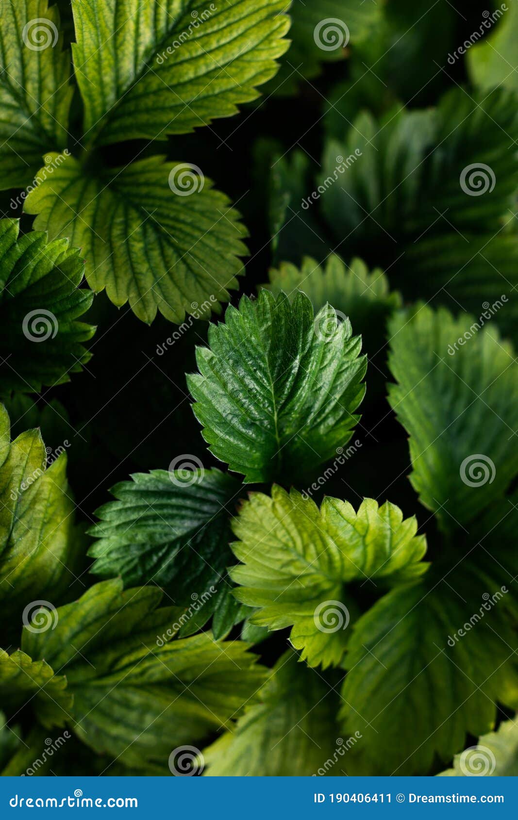 Strawberry leaves pattern stock image. Image of design - 190406411