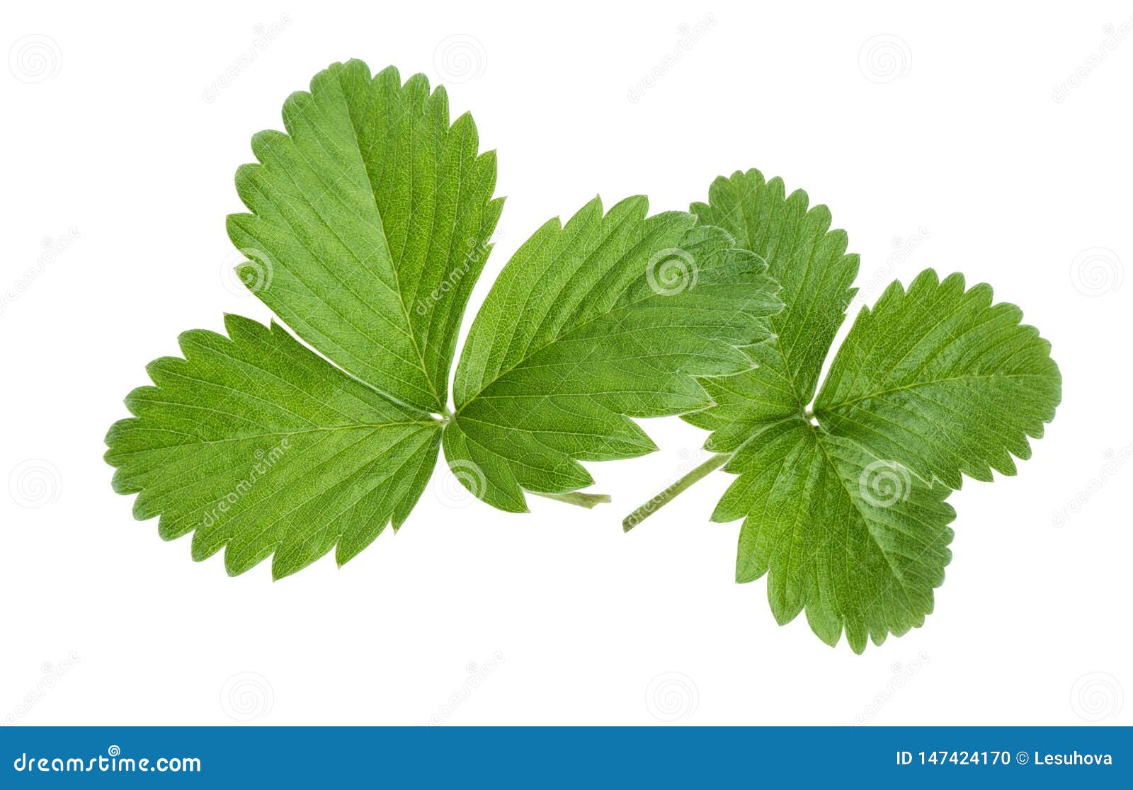Strawberry leaves stock photo. Image of detail, healthy - 147424170