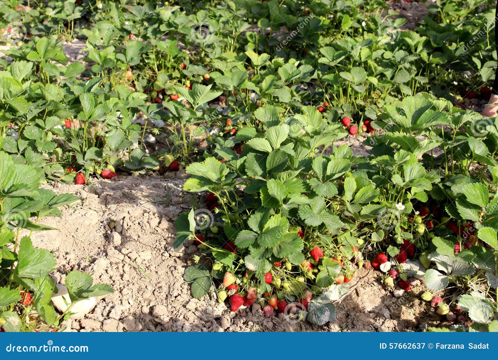 Strawberry stock image. Image of lots, fruit, field, berry - 57662637