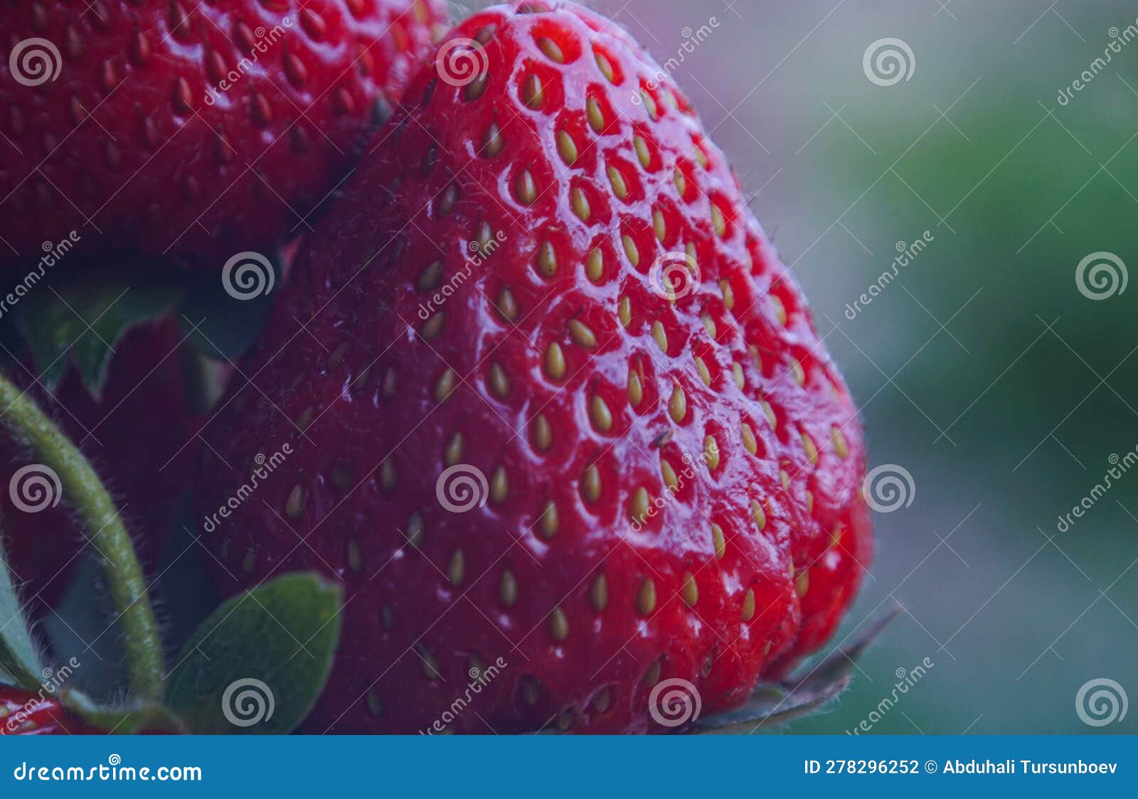 Strawberry macro image stock photo. Image of background - 278296252
