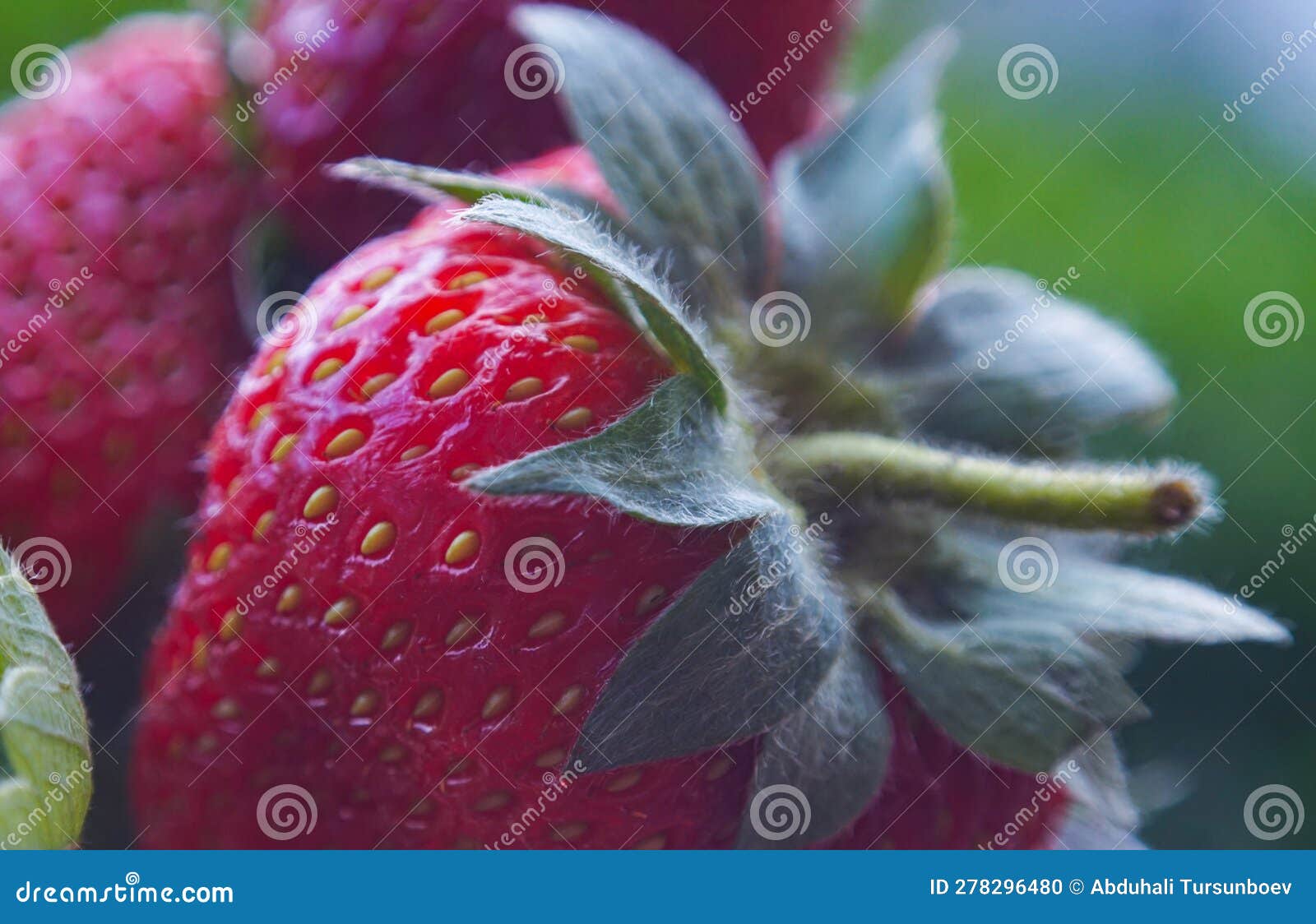 Strawberry macro image stock photo. Image of macro, freshness - 278296480
