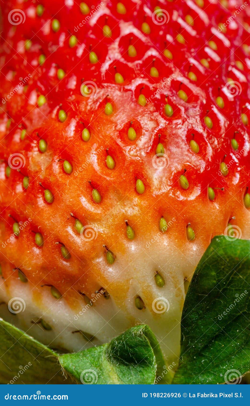 Strawberry macro shot stock photo. Image of food, fruit - 198226926