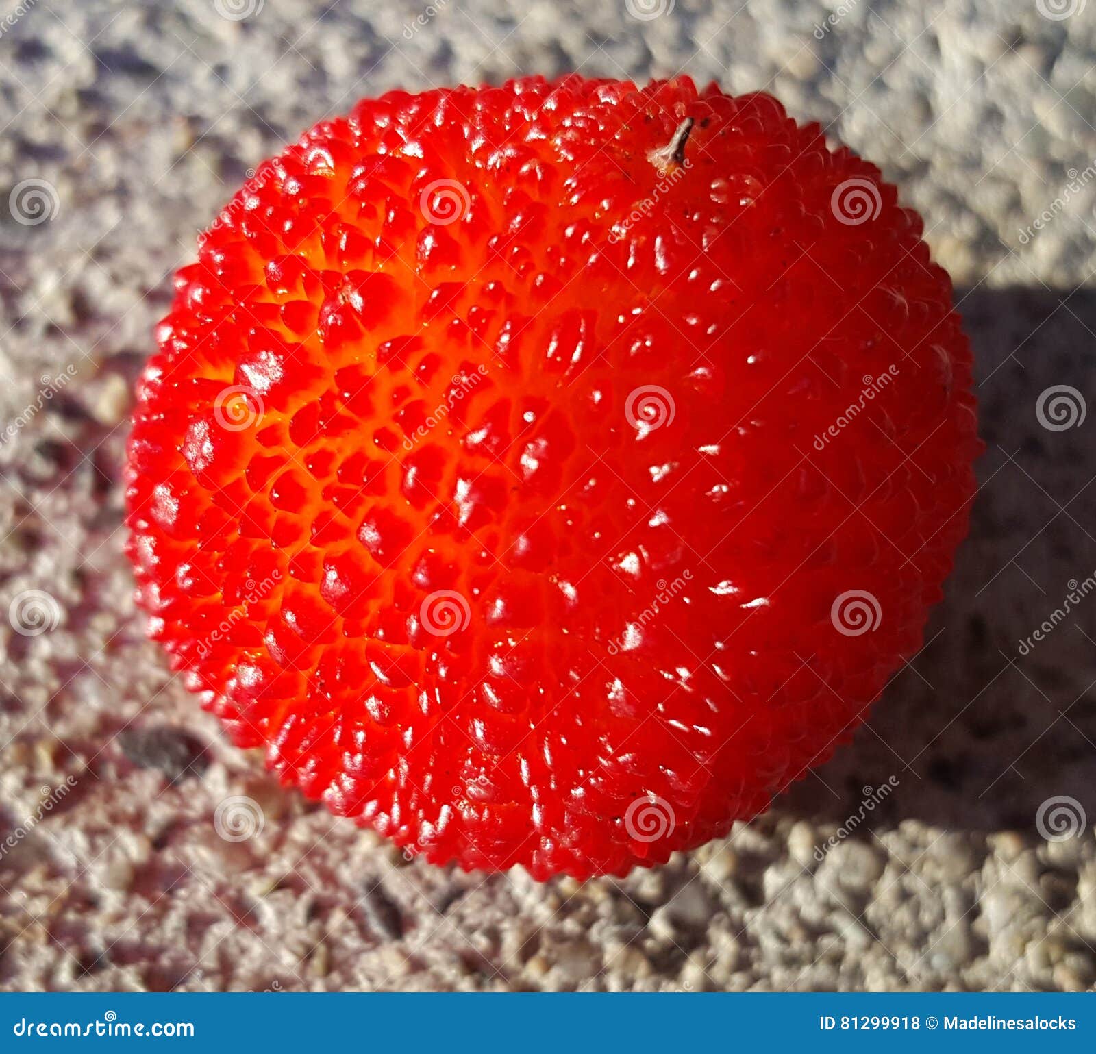 Strawberry Madrone Berry stock photo. Image of fallen - 81299918