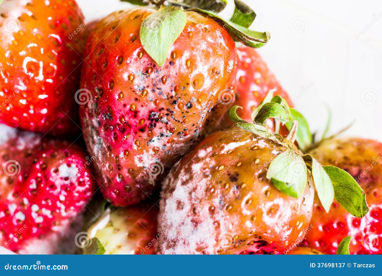 Strawberry with Mold Fungus Stock Image - Image of moldy, mold: 37698137