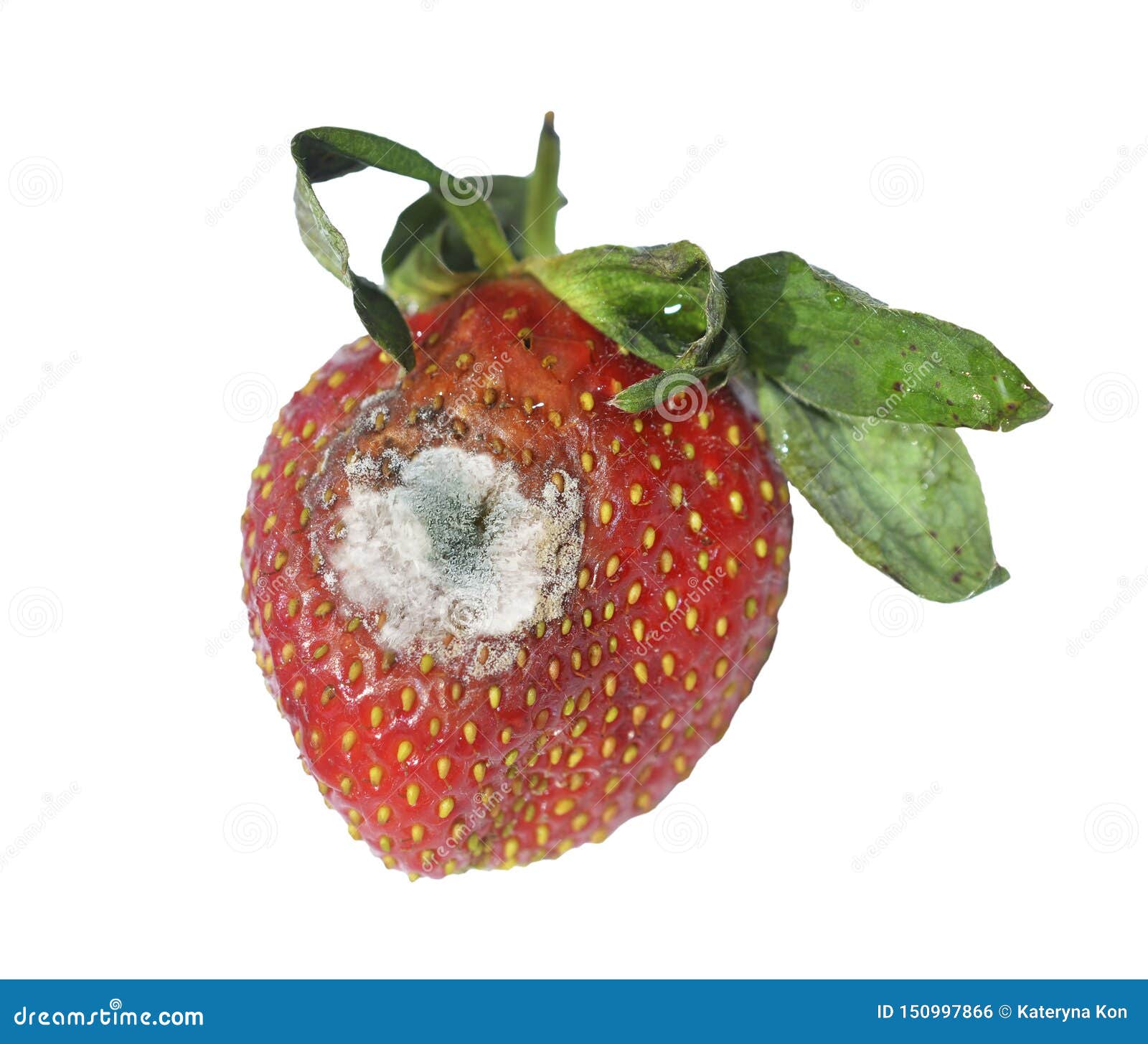 Strawberry With Molds And Closeup View Of Mold Fungi Penicillium ...
