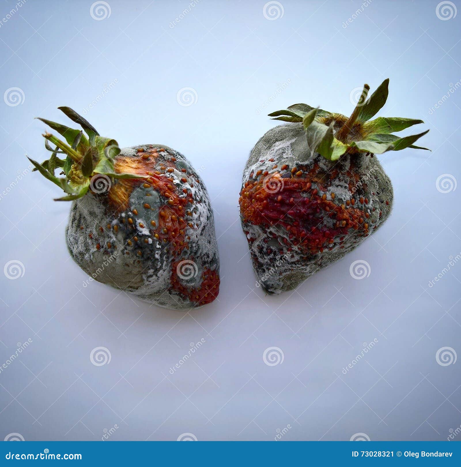 Strawberry with mold stock image. Image of strawberry - 73028321