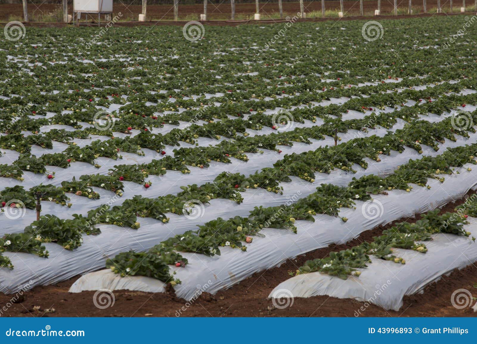 Strawberry Mounds stock image. Image of background, atherton - 43996893