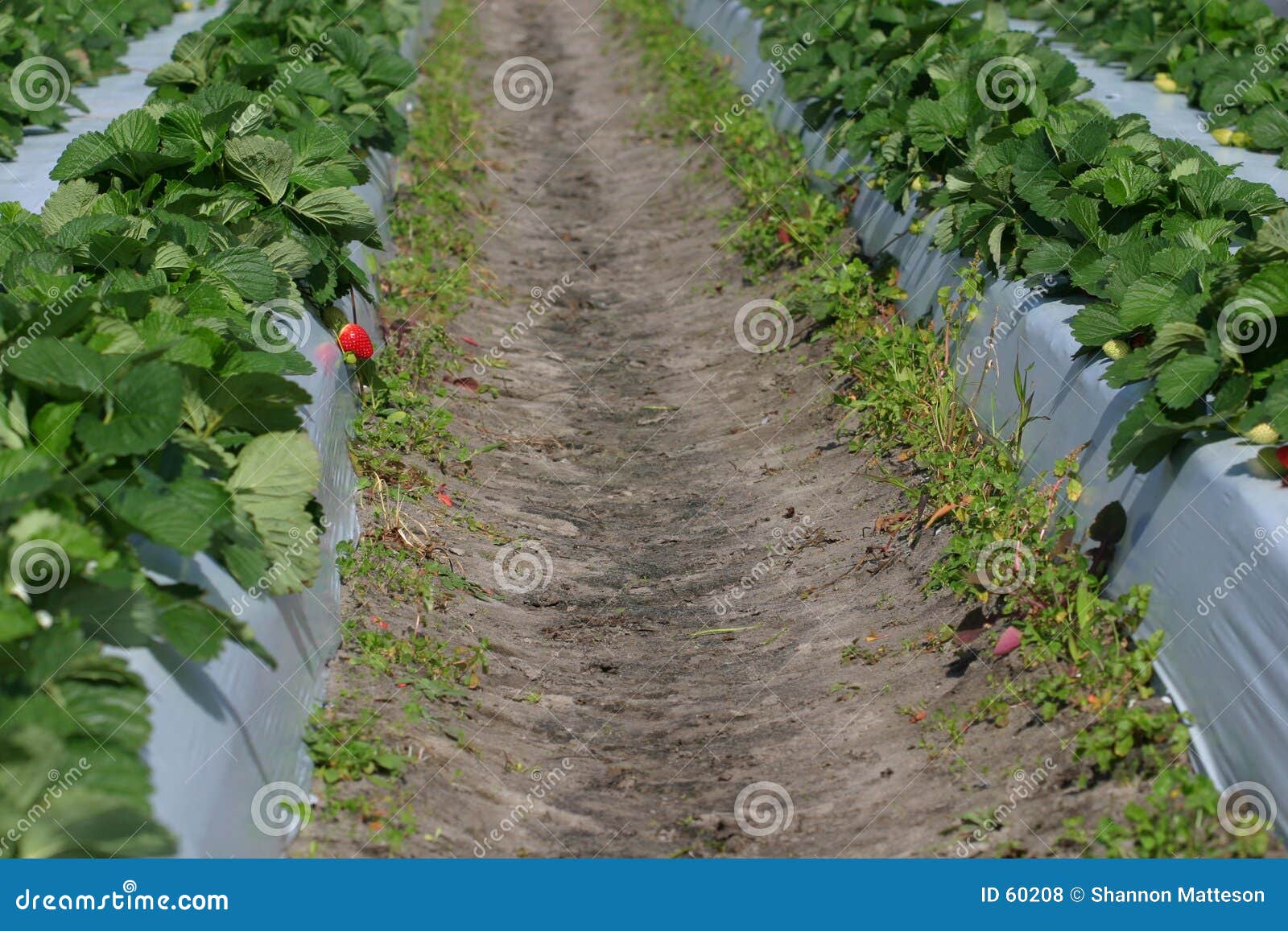 Strawberry Patch stock photo. Image of leaf, patch, farm - 60208
