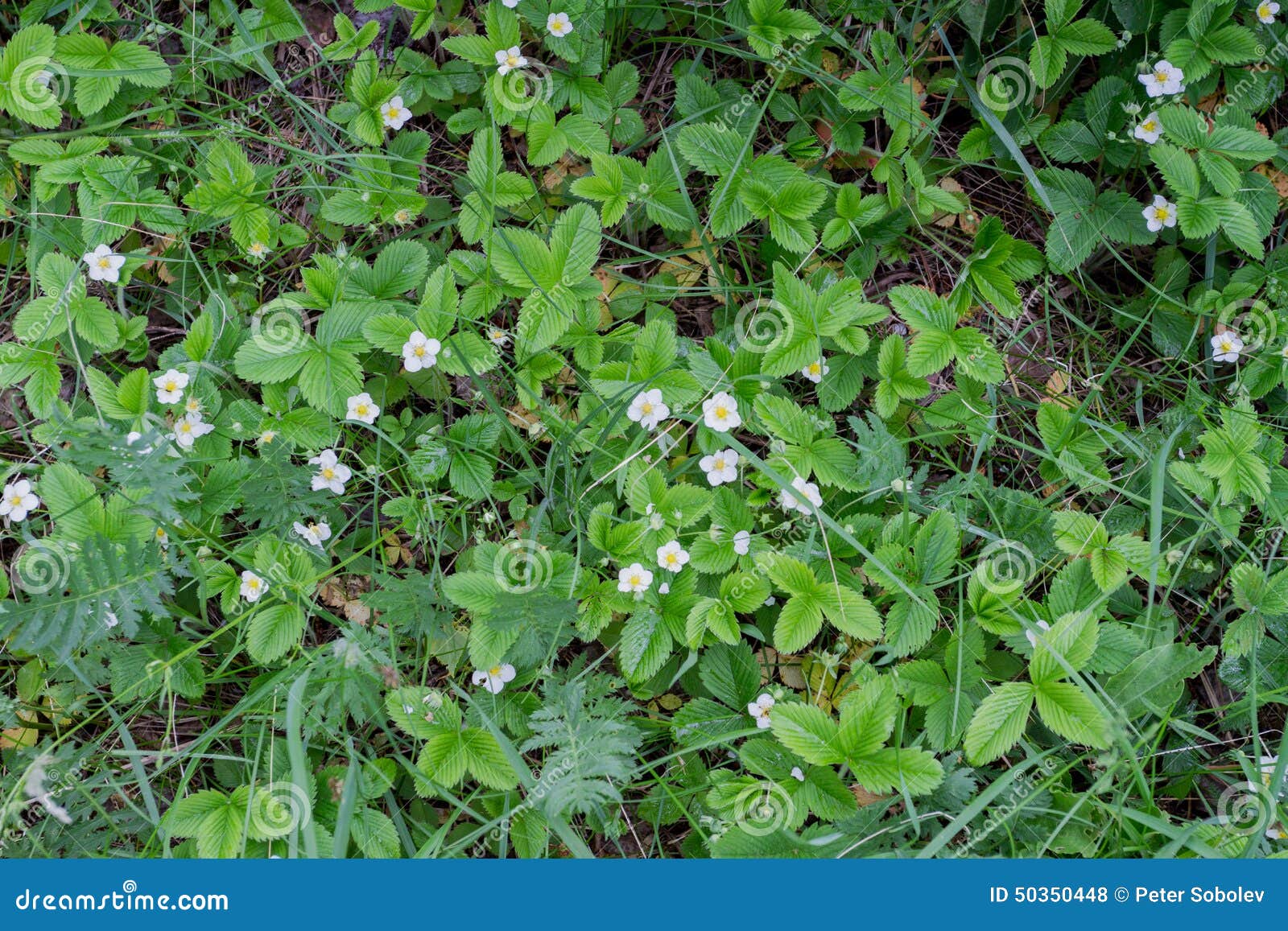 The Strawberry Patch. Blooming Strawberries. Stock Photo - Image of ...
