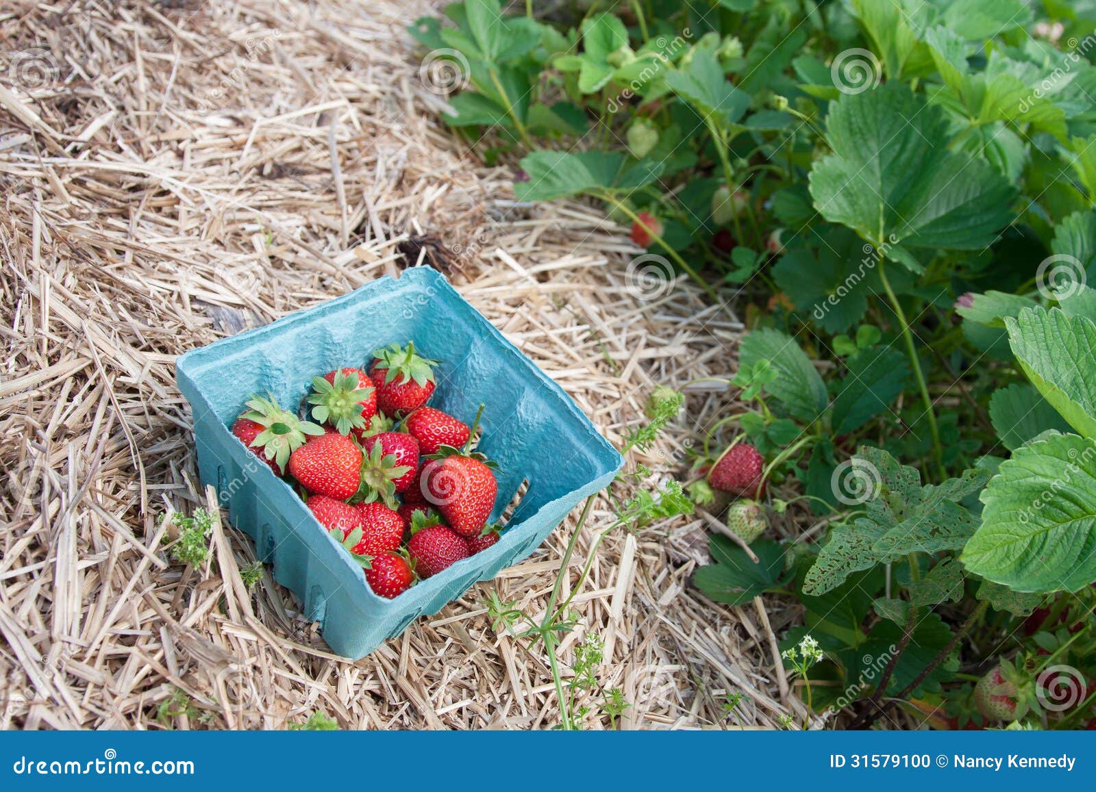 Strawberry Patch stock photo. Image of healthy, plants - 31579100