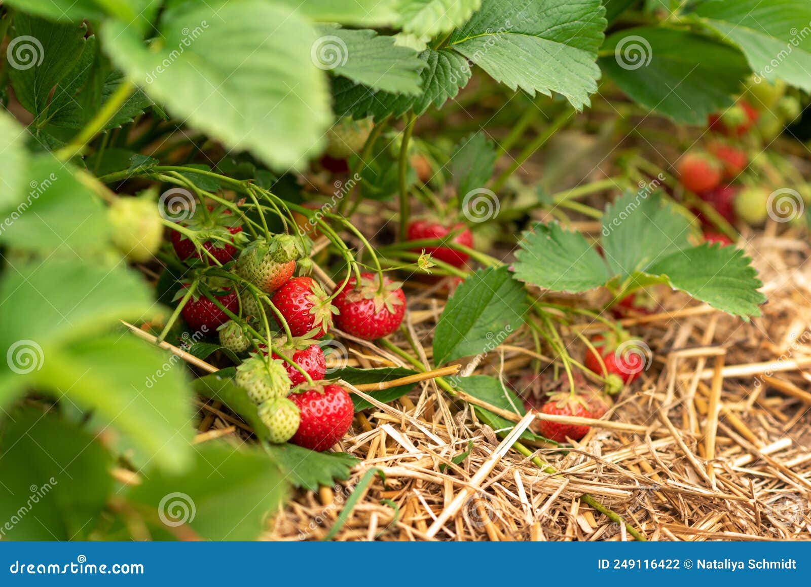 Strawberry Patch with Ripe Berries Stock Photo - Image of berry, diet ...
