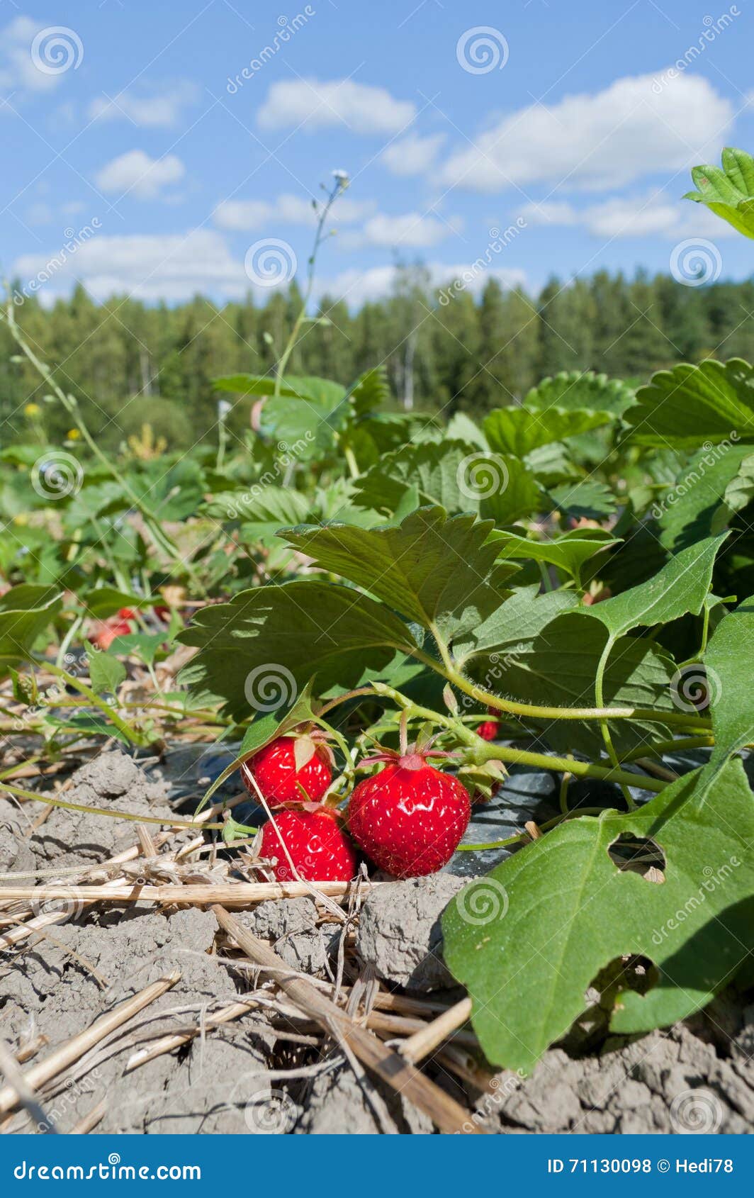 Strawberry patch stock photo. Image of ripe, organic - 71130098