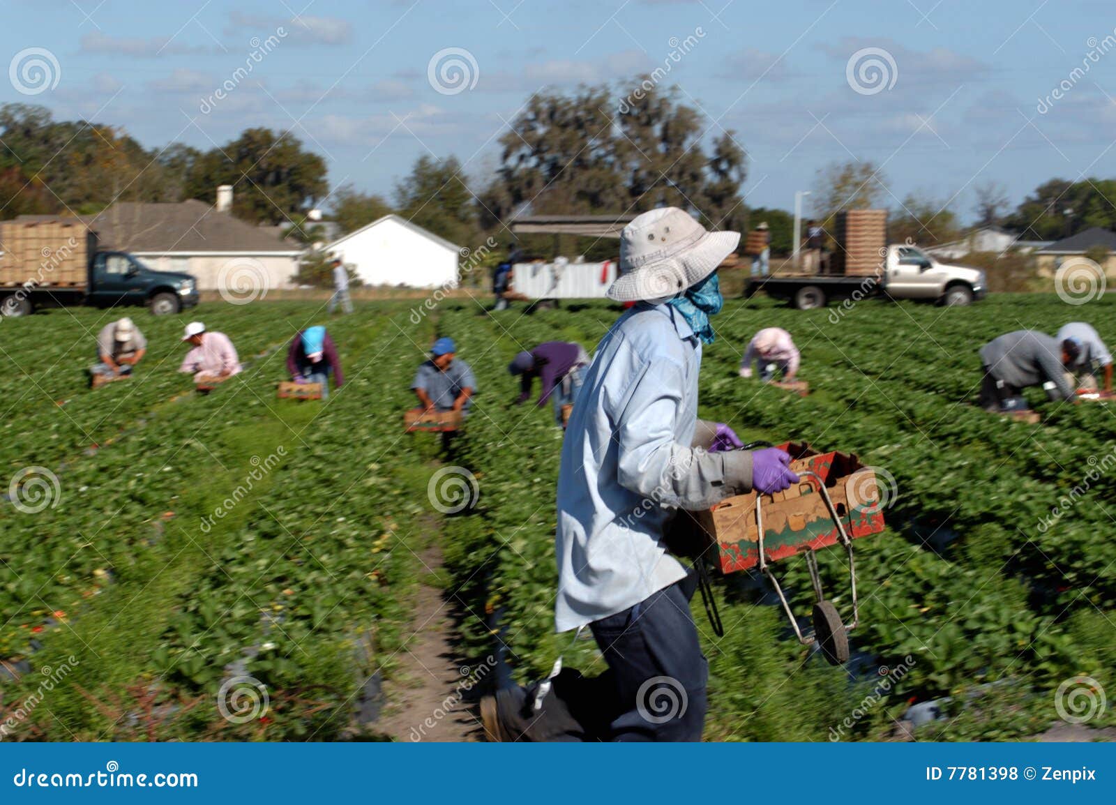 Strawberry Field Workers