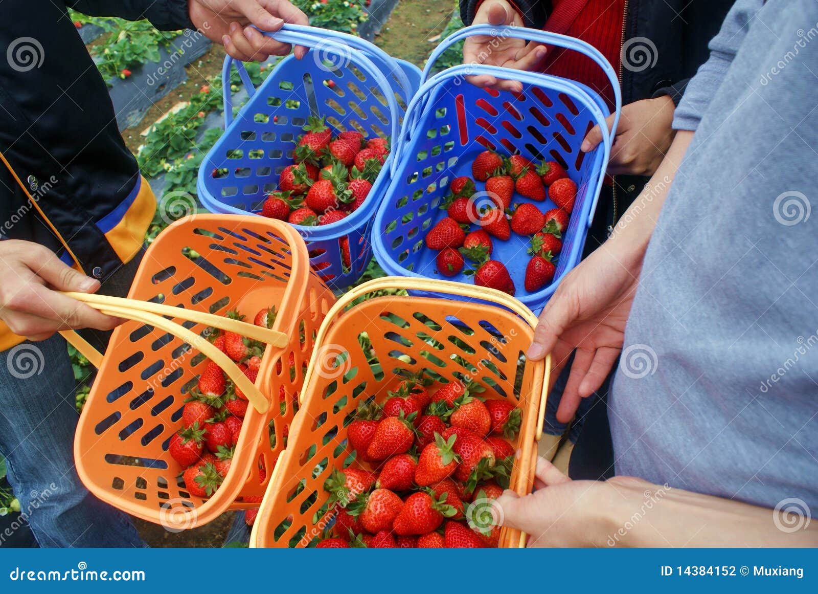 Strawberry picking stock photo. Image of protection, growth - 14384152