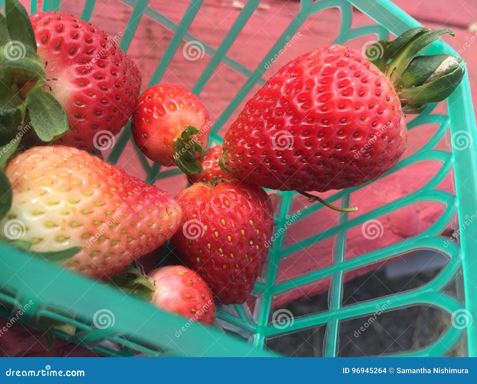 Strawberry Picking stock photo. Image of picking, sweet - 96945264