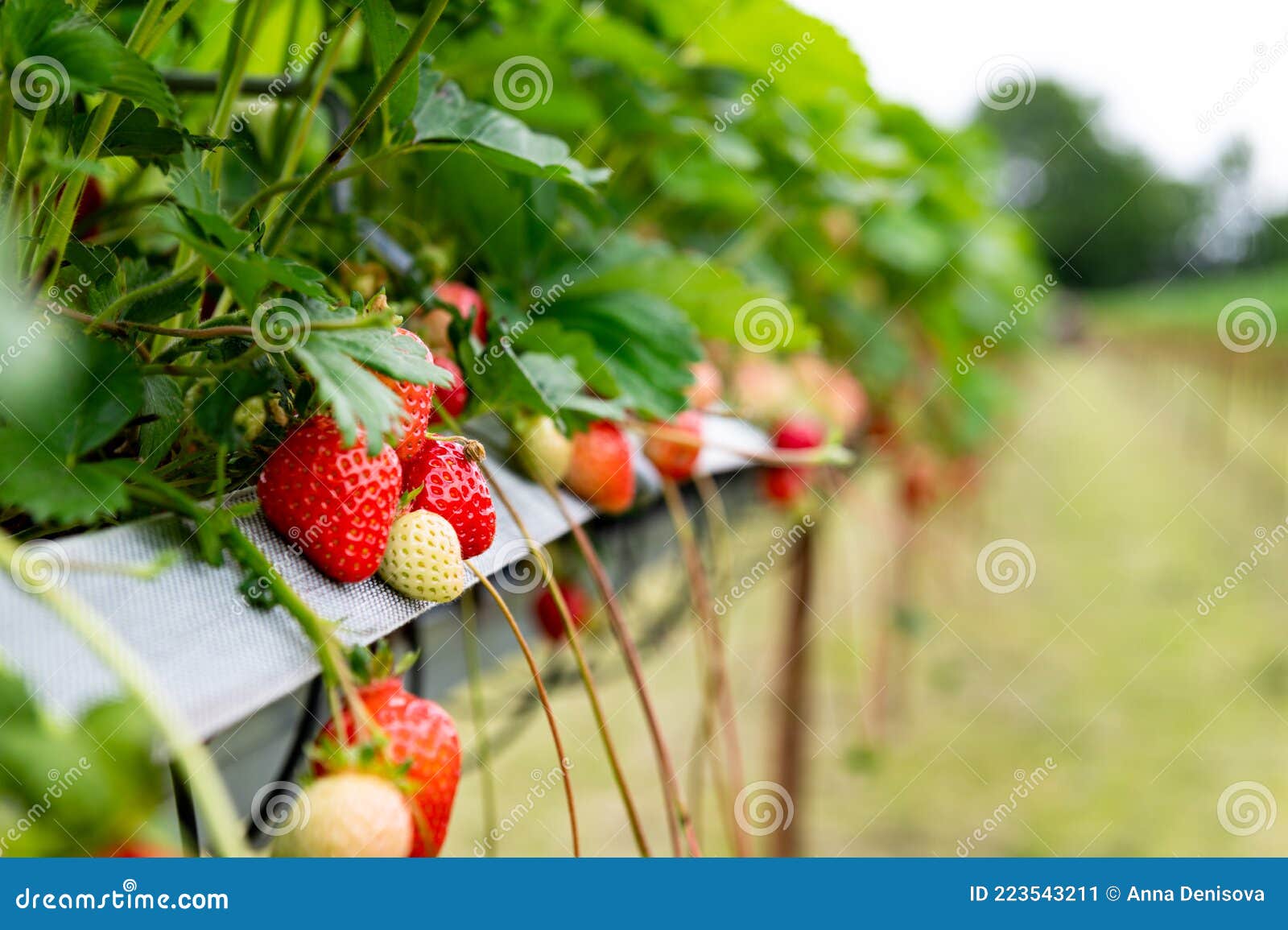 Strawberry Picking in the Farm Stock Image - Image of farmland ...