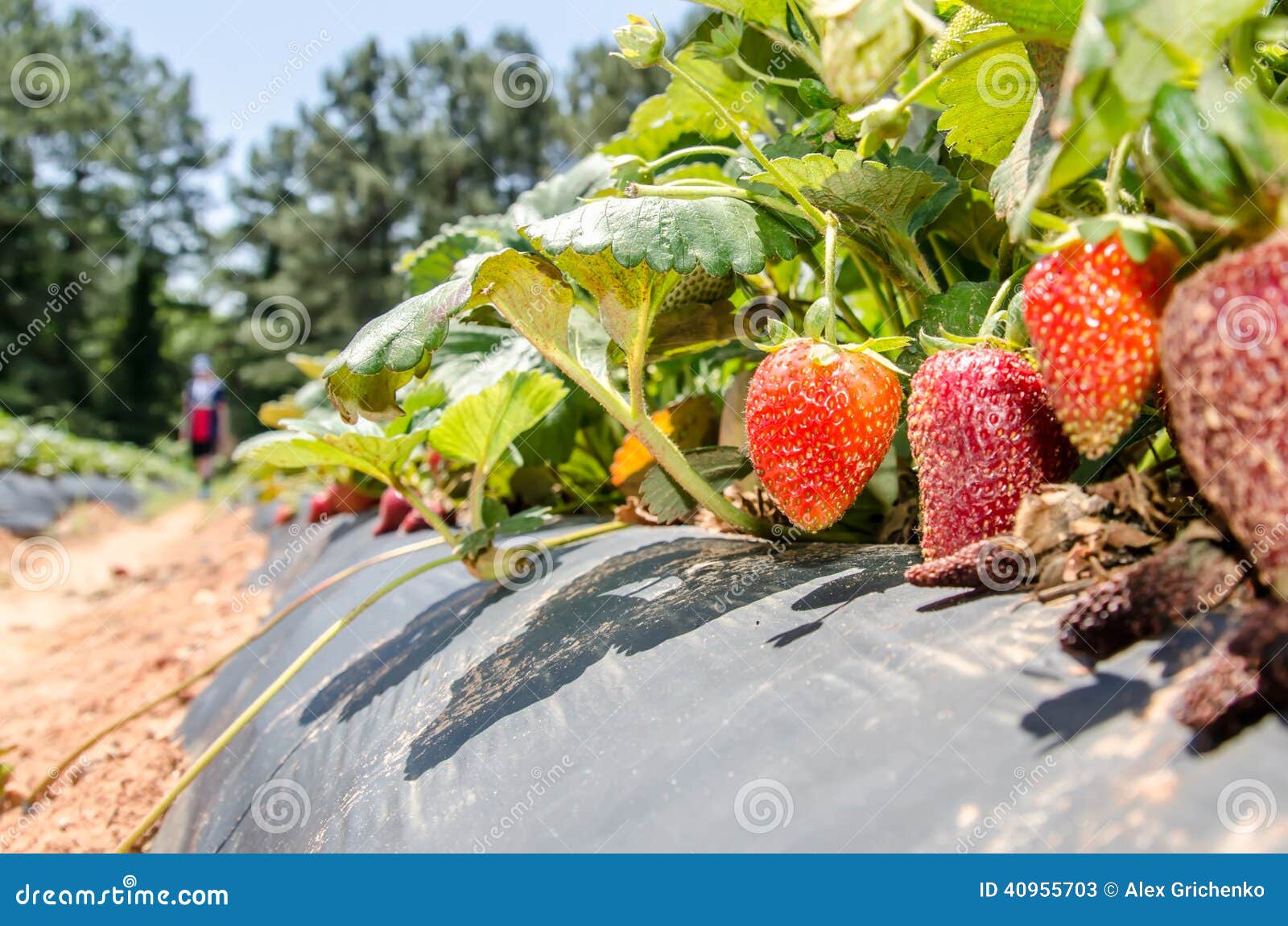 Strawberry picking stock image. Image of growing, closeup - 40955703