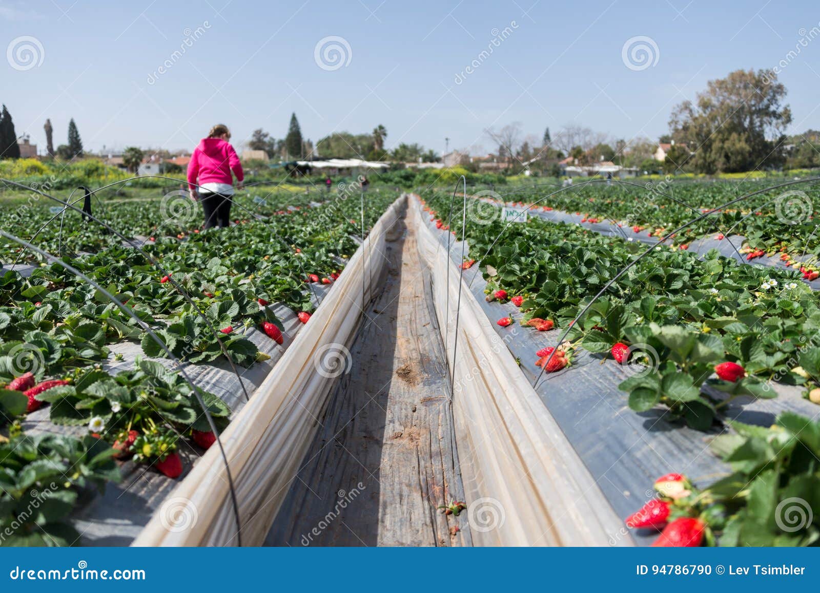 Strawberry Picking at Hod Ha Sharon Editorial Image - Image of green ...