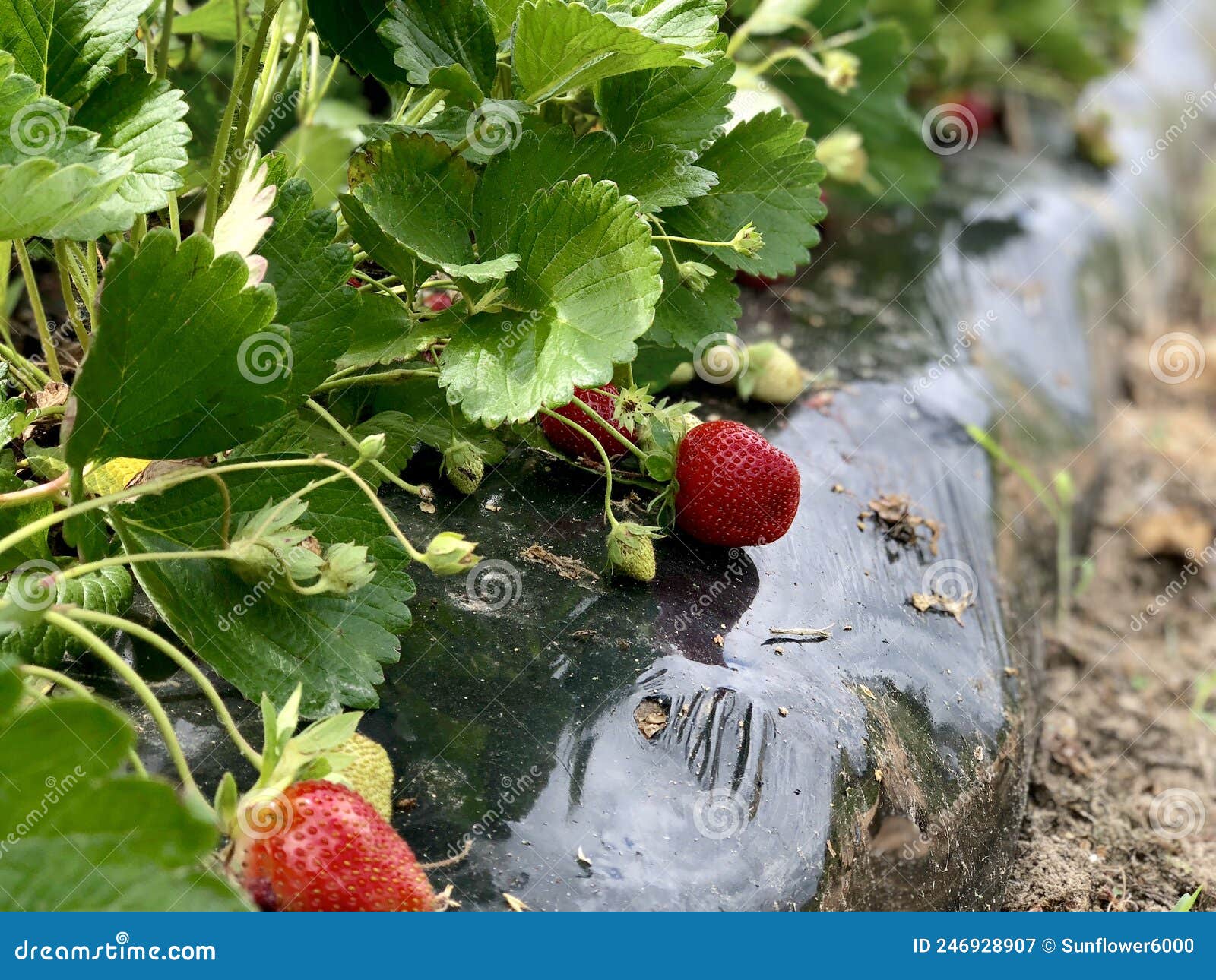 Strawberry Picking stock image. Image of patch, farms - 246928907