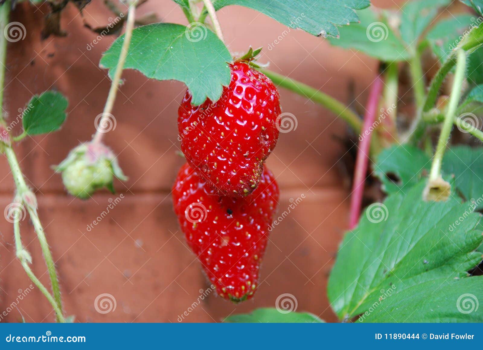 Strawberry plant stock photo. Image of garden, stem, cultivate - 11890444