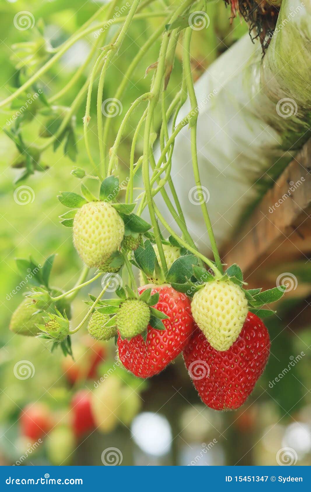 Strawberry plant stock image. Image of harvest, healthy - 15451347