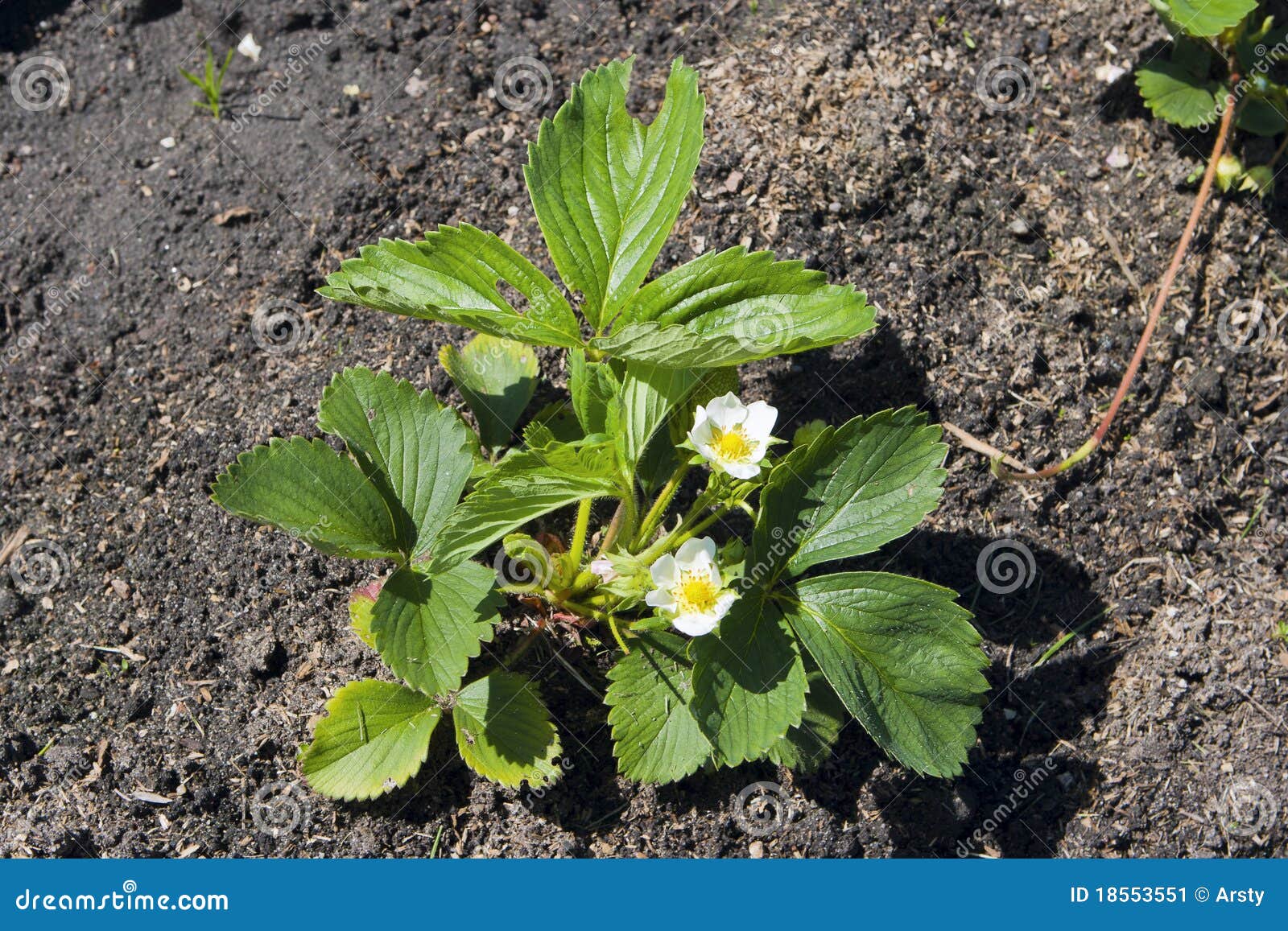 Strawberry plant stock image. Image of vegetable, farm - 18553551