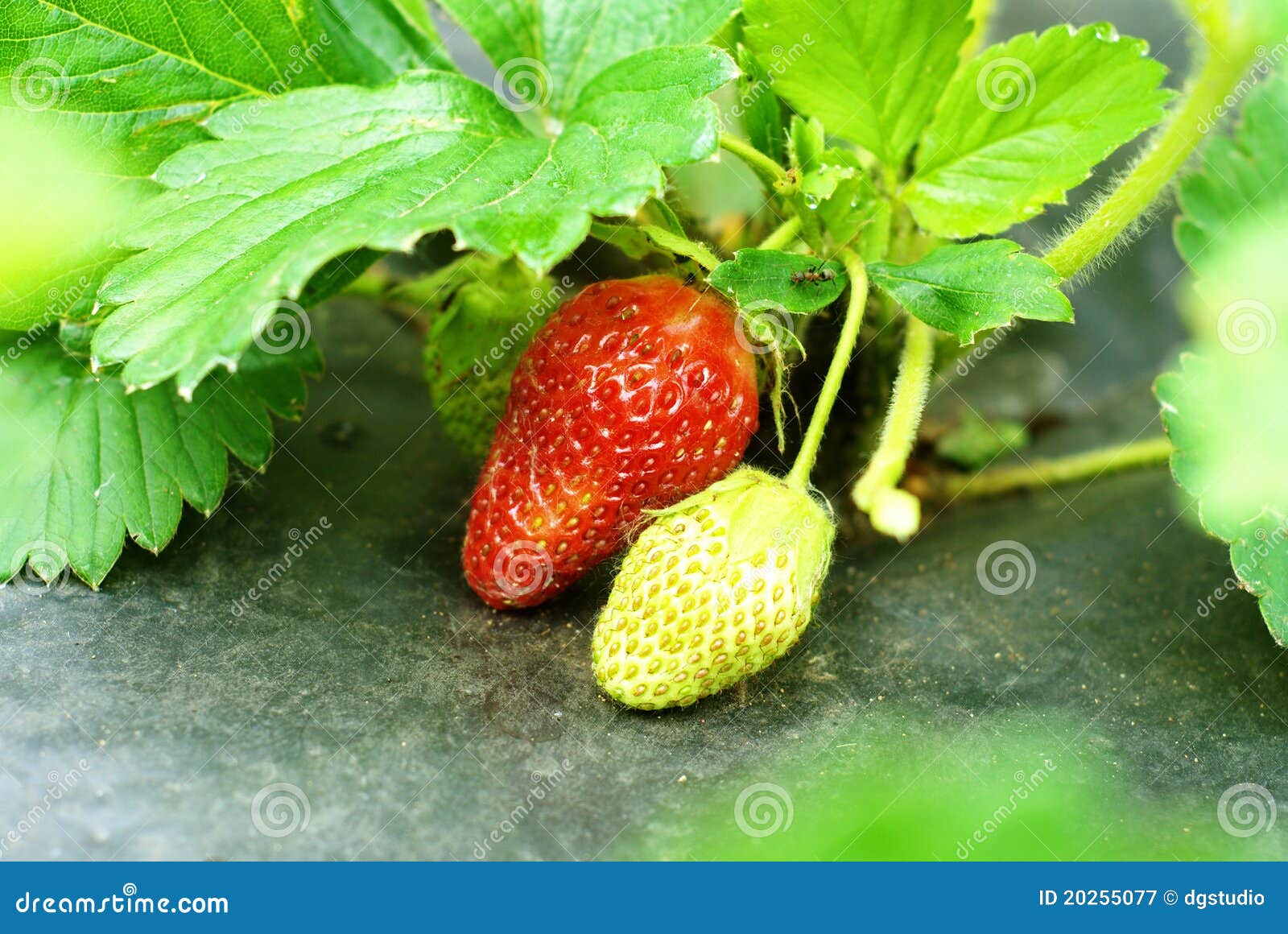 Soil stock image. Image of soil, refresh, fake, fresh - 20255077