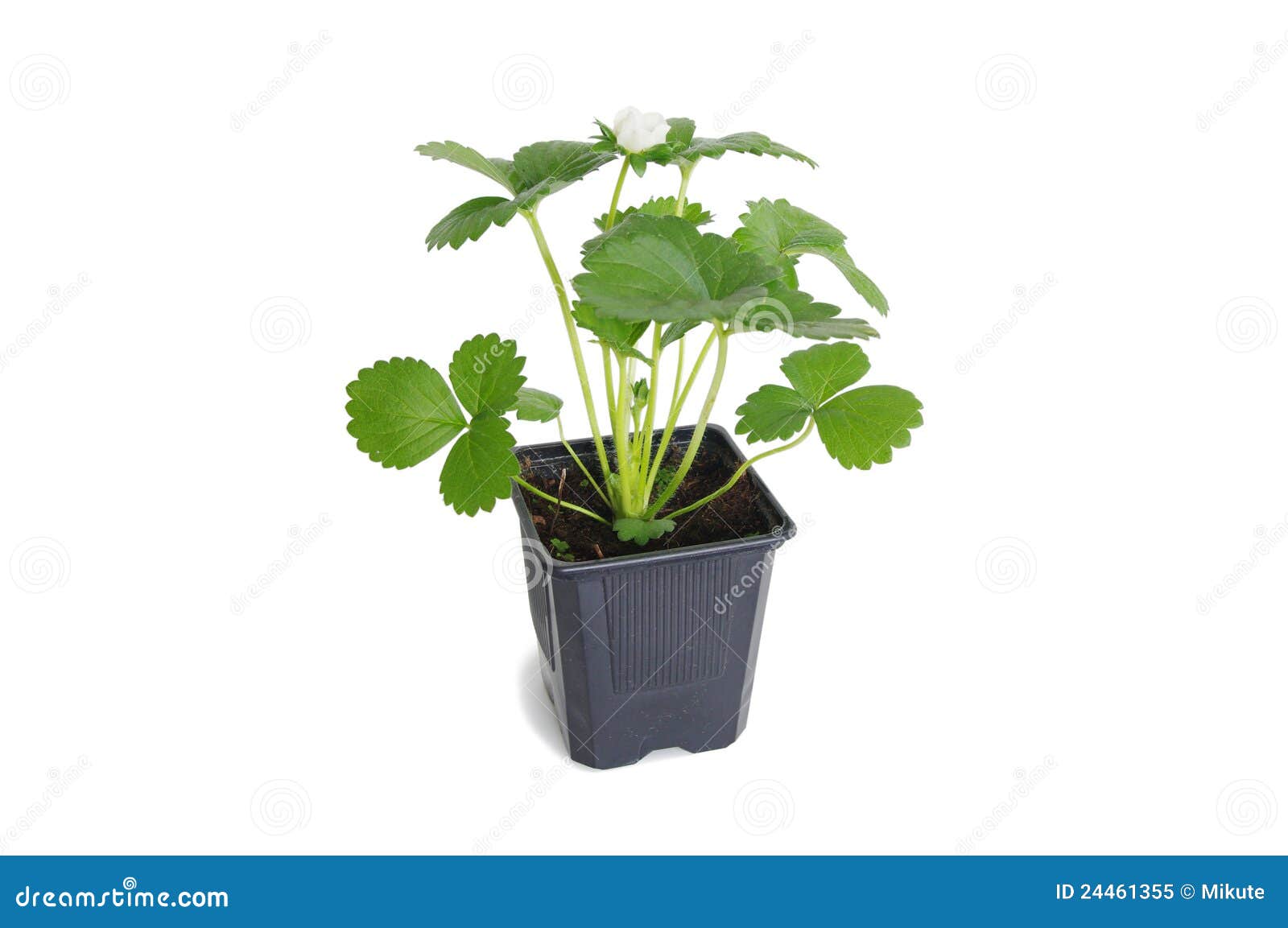 Strawberry Plant Runners, Or Stolons, Being Planted In A Garden Raised ...