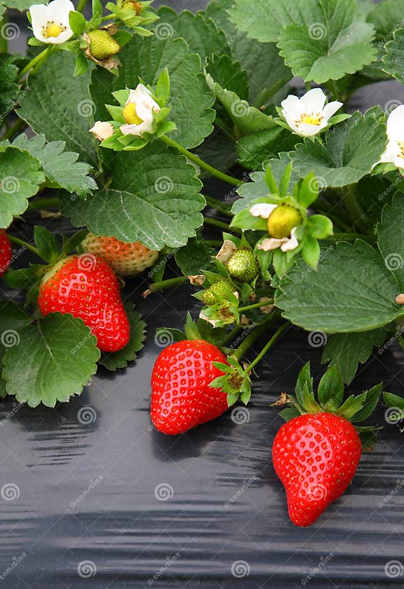 Strawberry plant stock photo. Image of food, strawberry - 25479576