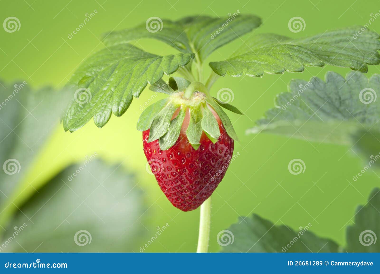 Strawberry Plant Runners, Or Stolons, Being Planted In A Garden Raised ...