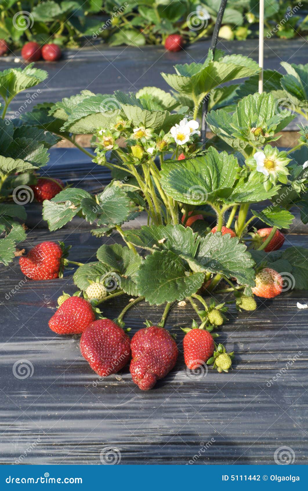 Strawberry plant stock photo. Image of sping, food, close - 5111442