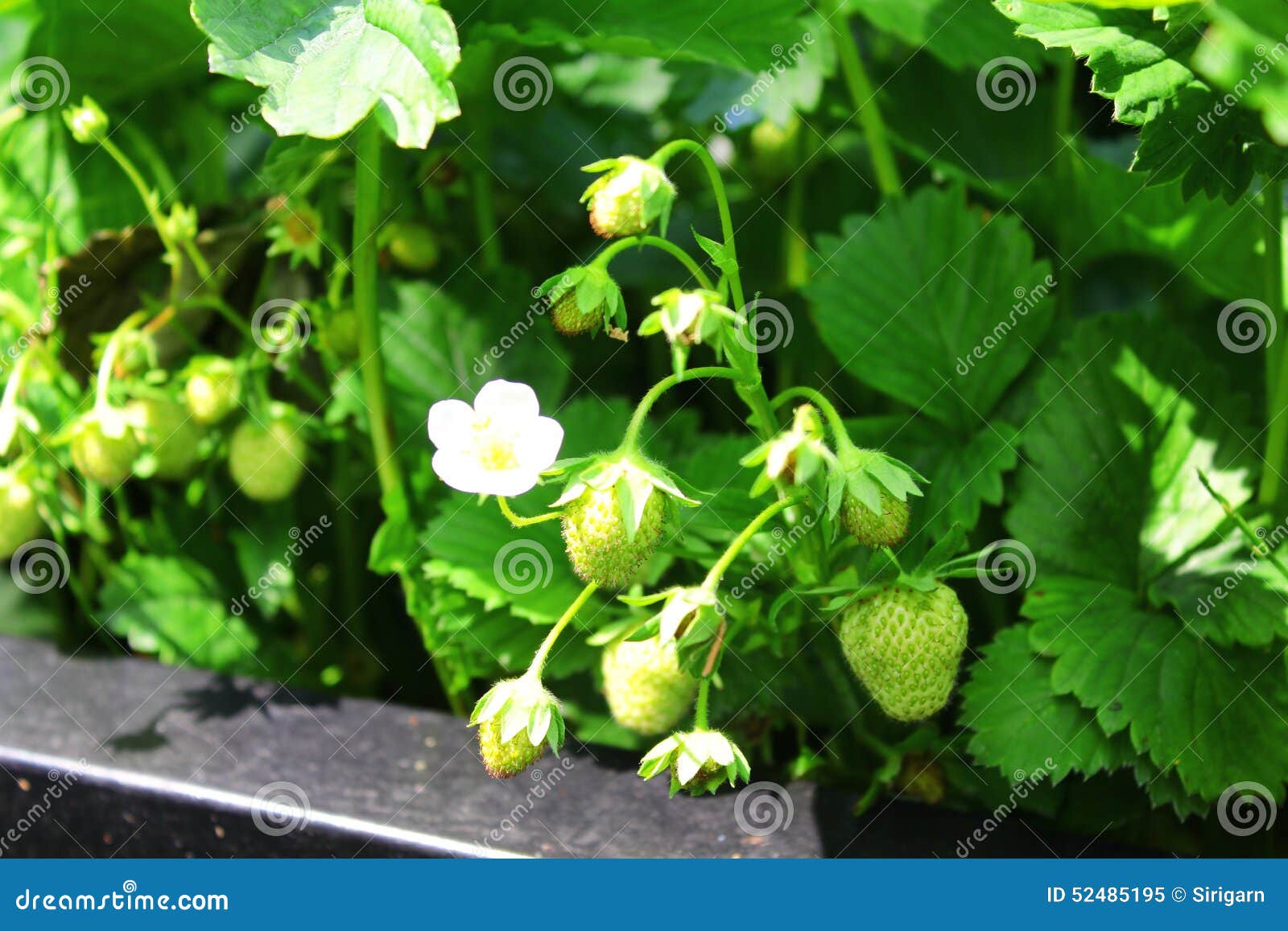Strawberry plant stock image. Image of food, nature, delicious - 52485195