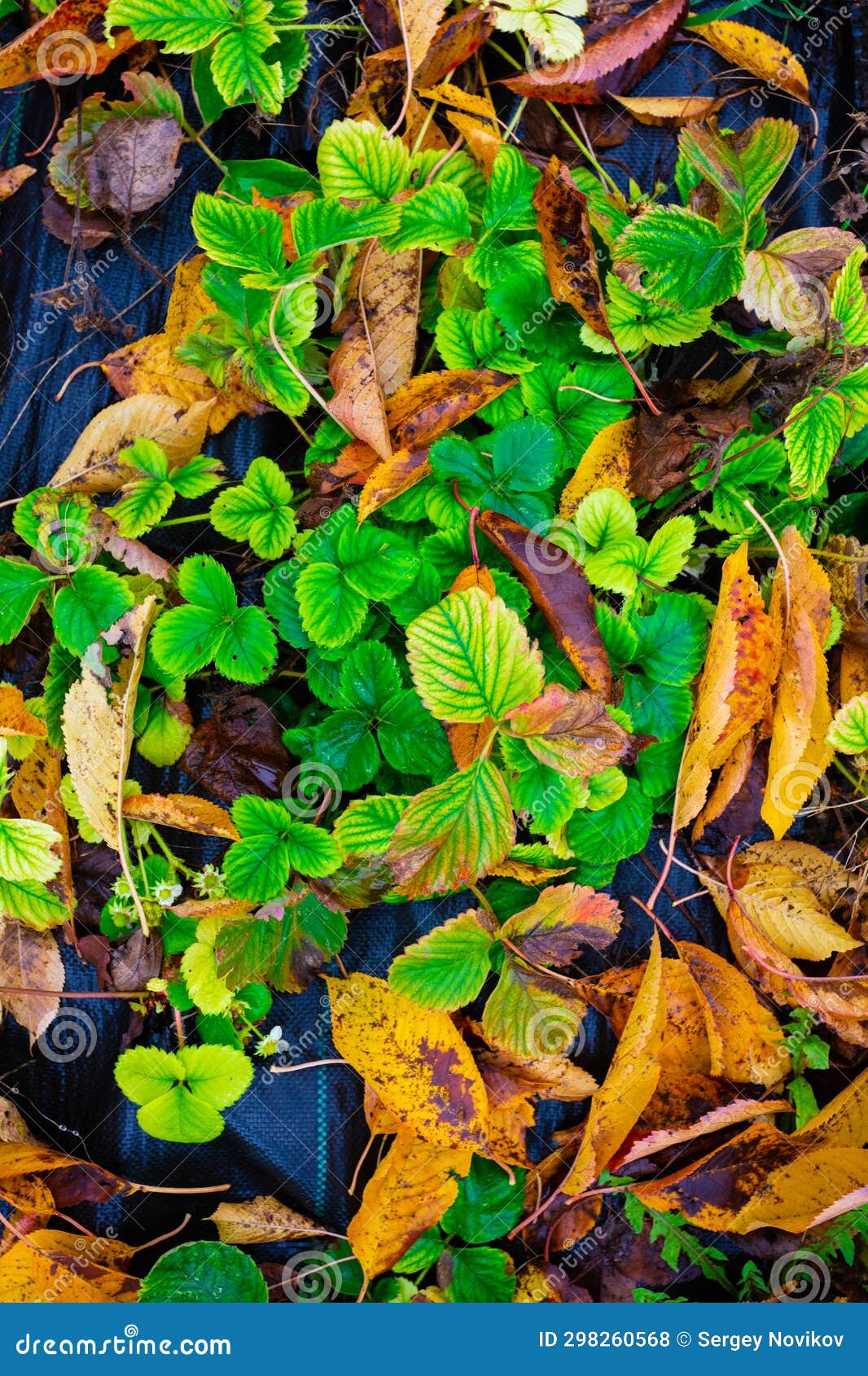 Strawberry Plant Covered with Autumn Tree Leaves Stock Photo - Image of ...