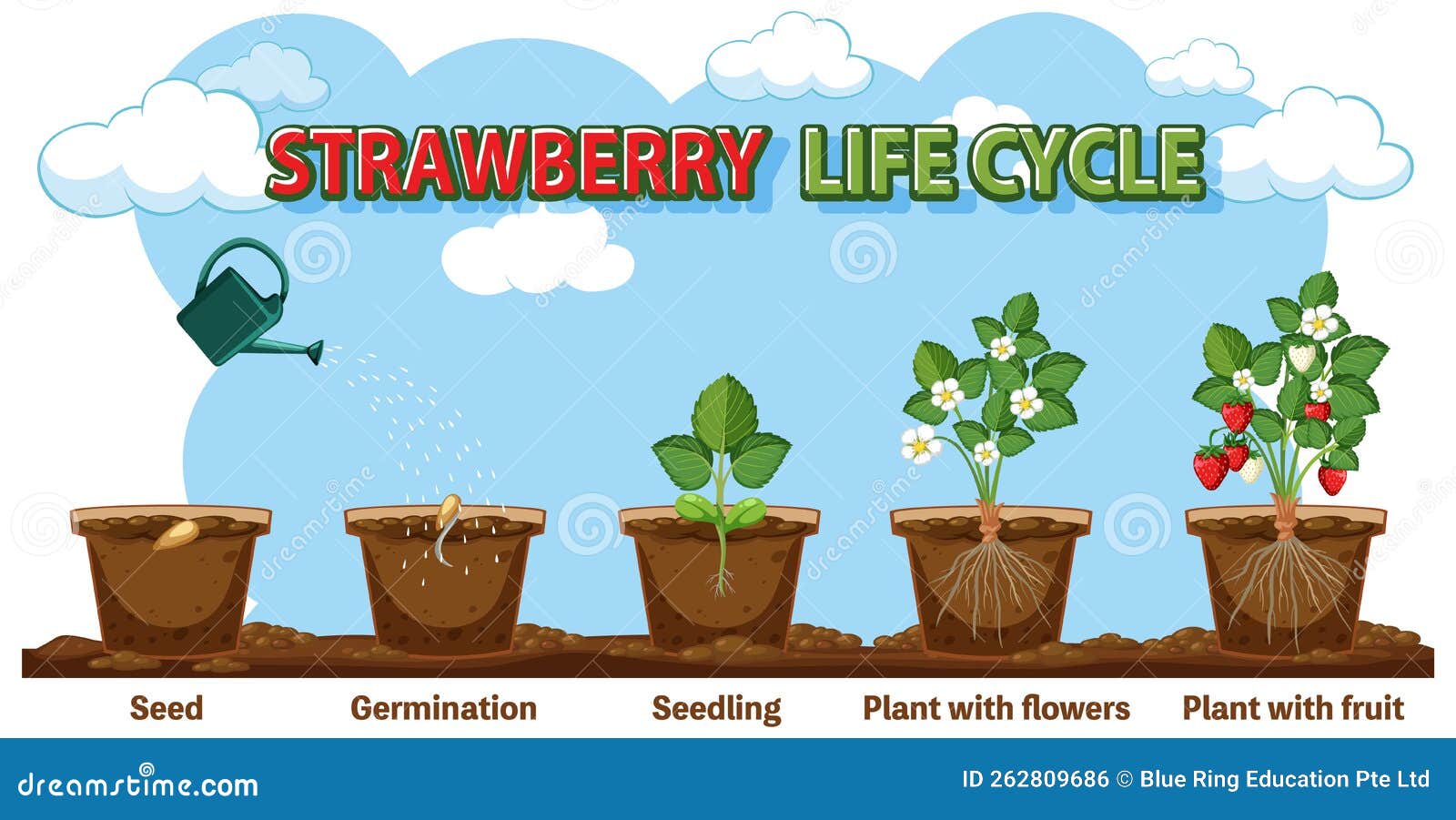Strawberry Plant Growth Stages Stock Vector - Illustration of living ...