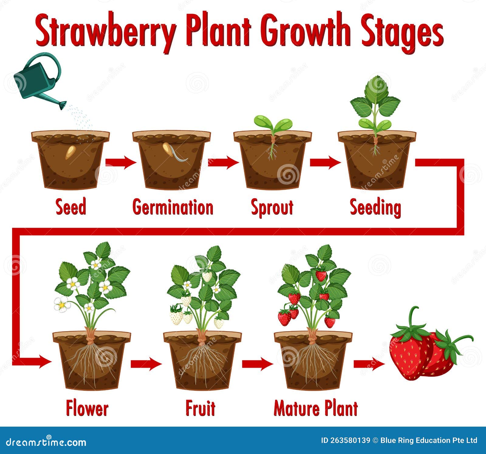 Strawberry Plant Growth Stages Stock Vector - Illustration of growth ... Strawberry Plant Growth Stages Stock Vector - Illustration of growth ...