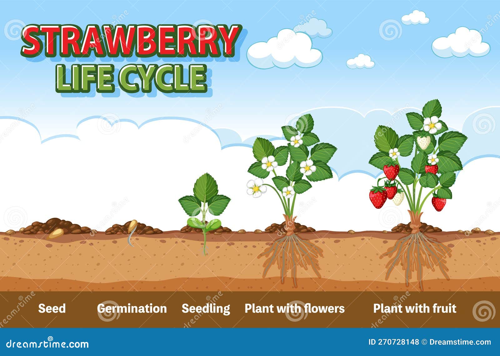 Strawberry Plant Growth Stages Stock Vector - Illustration of sciences ...