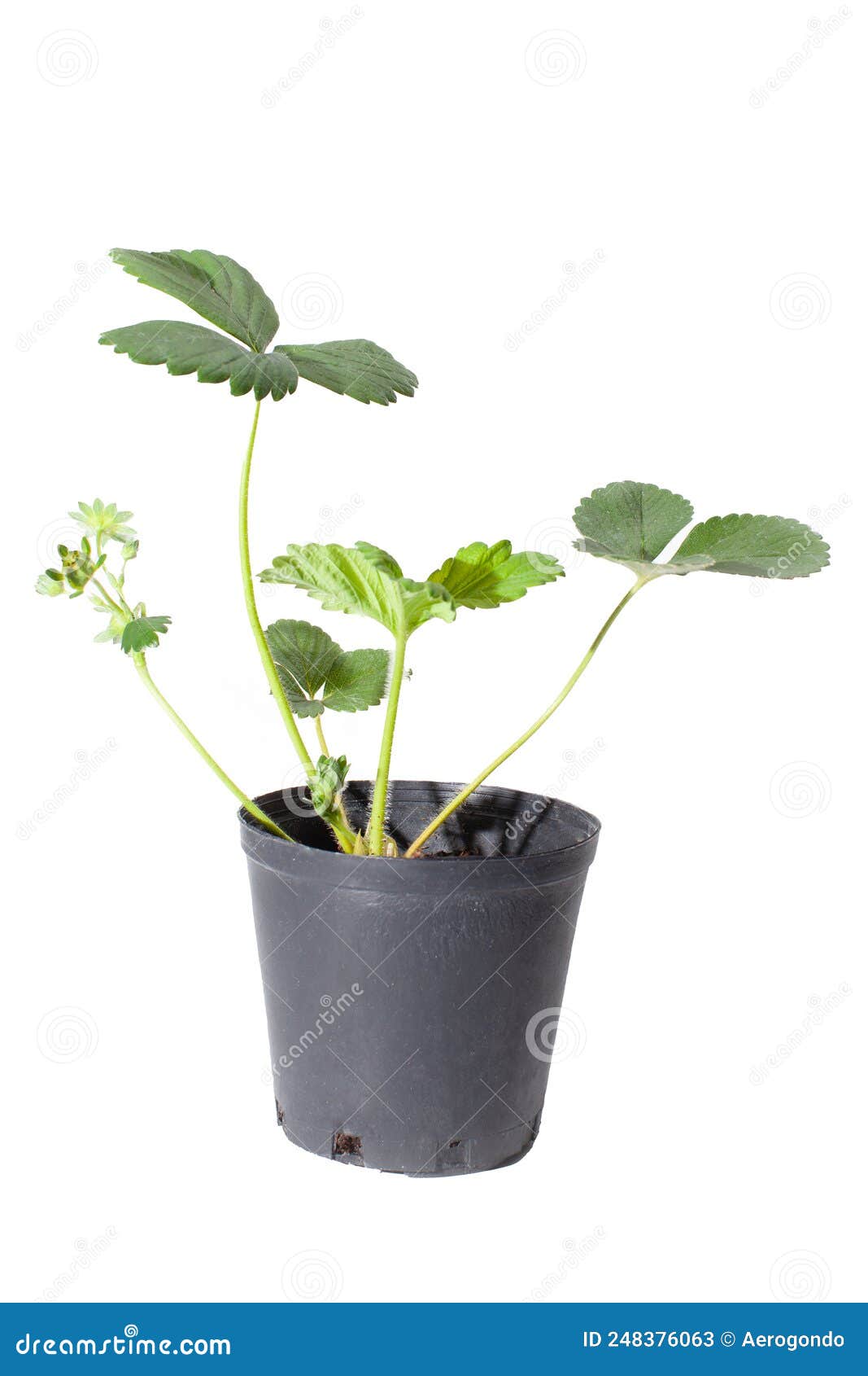 Strawberry Plant Isolated on White Background Stock Image - Image of ...