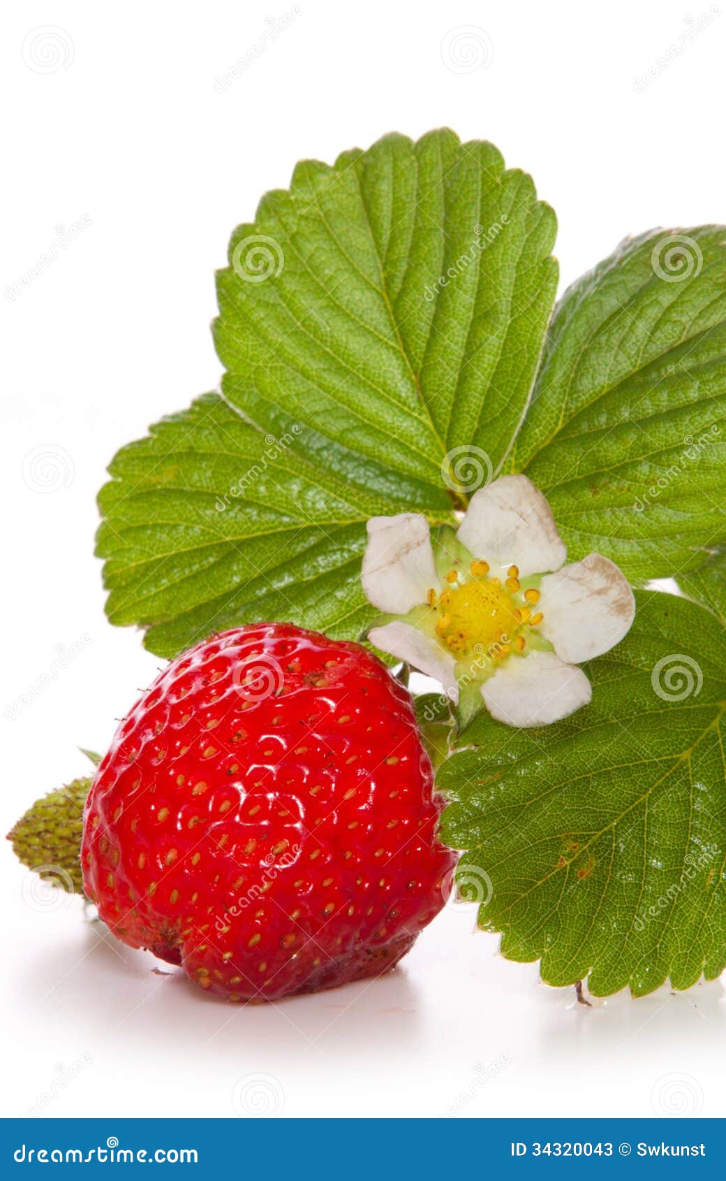 Strawberry plant . stock image. Image of food, strawberry - 34320043